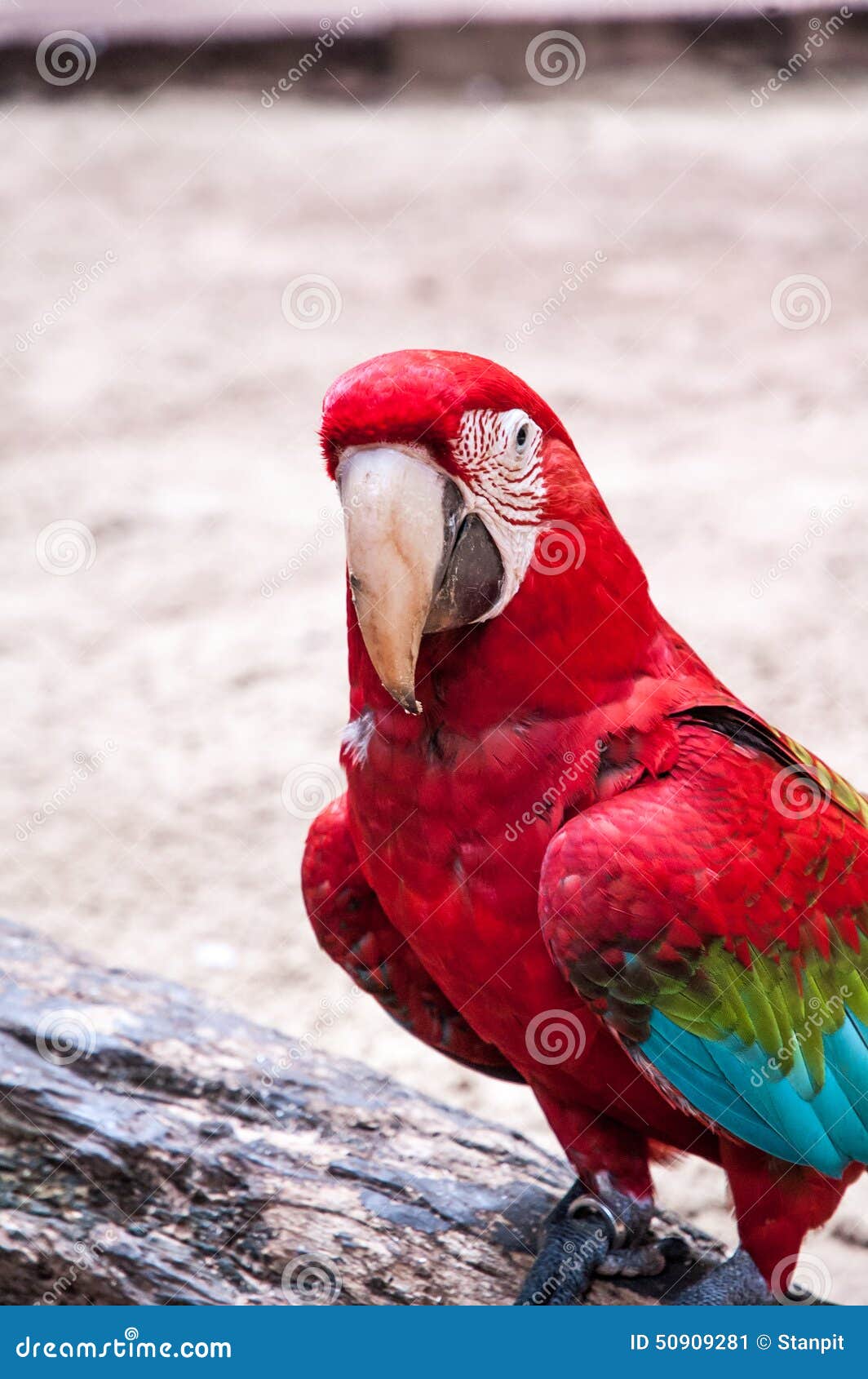 Brazilian birds stock image. Image of flower, hummingbird - 50909281