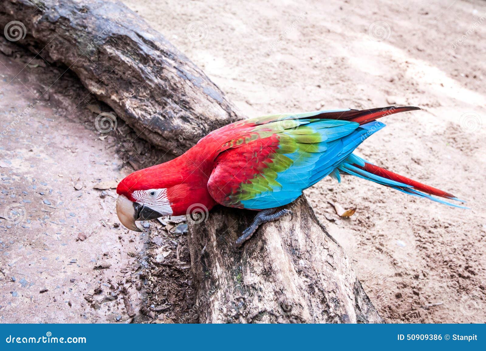 Brazilian birds stock photo. Image of black, colourful - 50909386