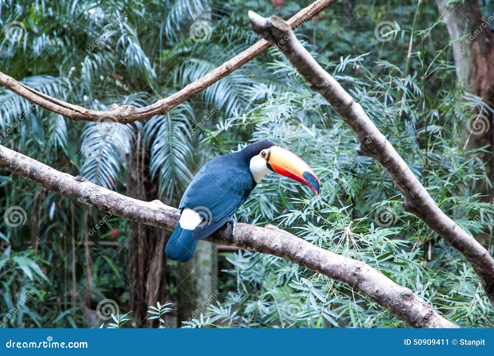 Brazilian birds stock image. Image of america, beautiful - 50909411