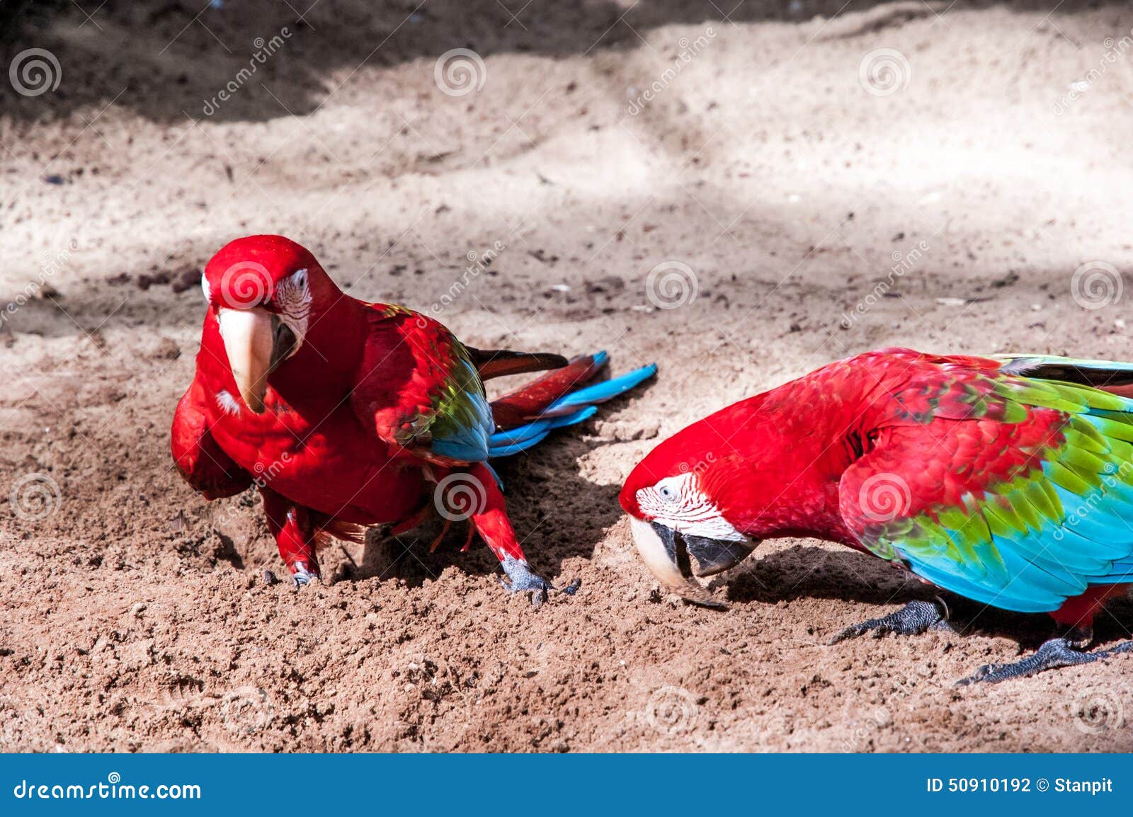 Brazilian birds stock photo. Image of birdwatching, animal - 50910192