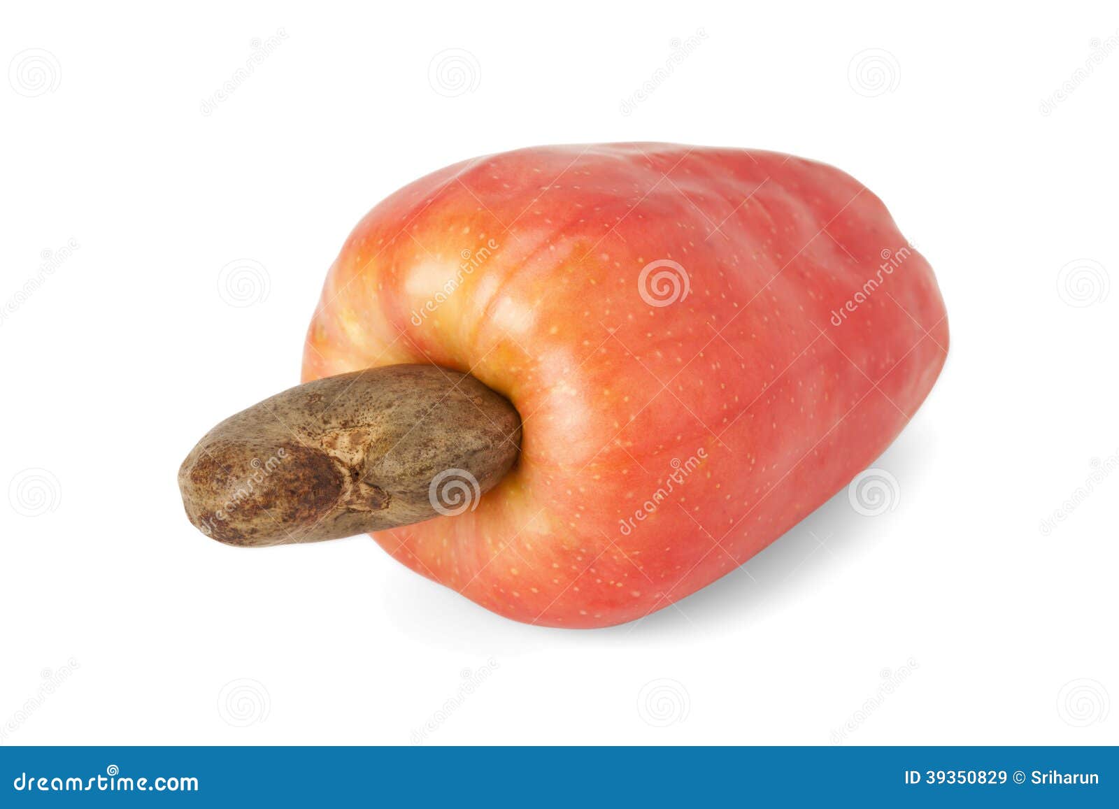 Brazilian Caju Cashew Fruit Stock Image - Image of farming, freshness ...