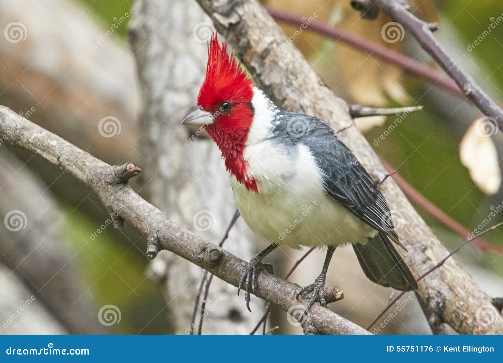 Brazilian Cardinal on Branch Stock Photo - Image of birds, kauai: 55751176