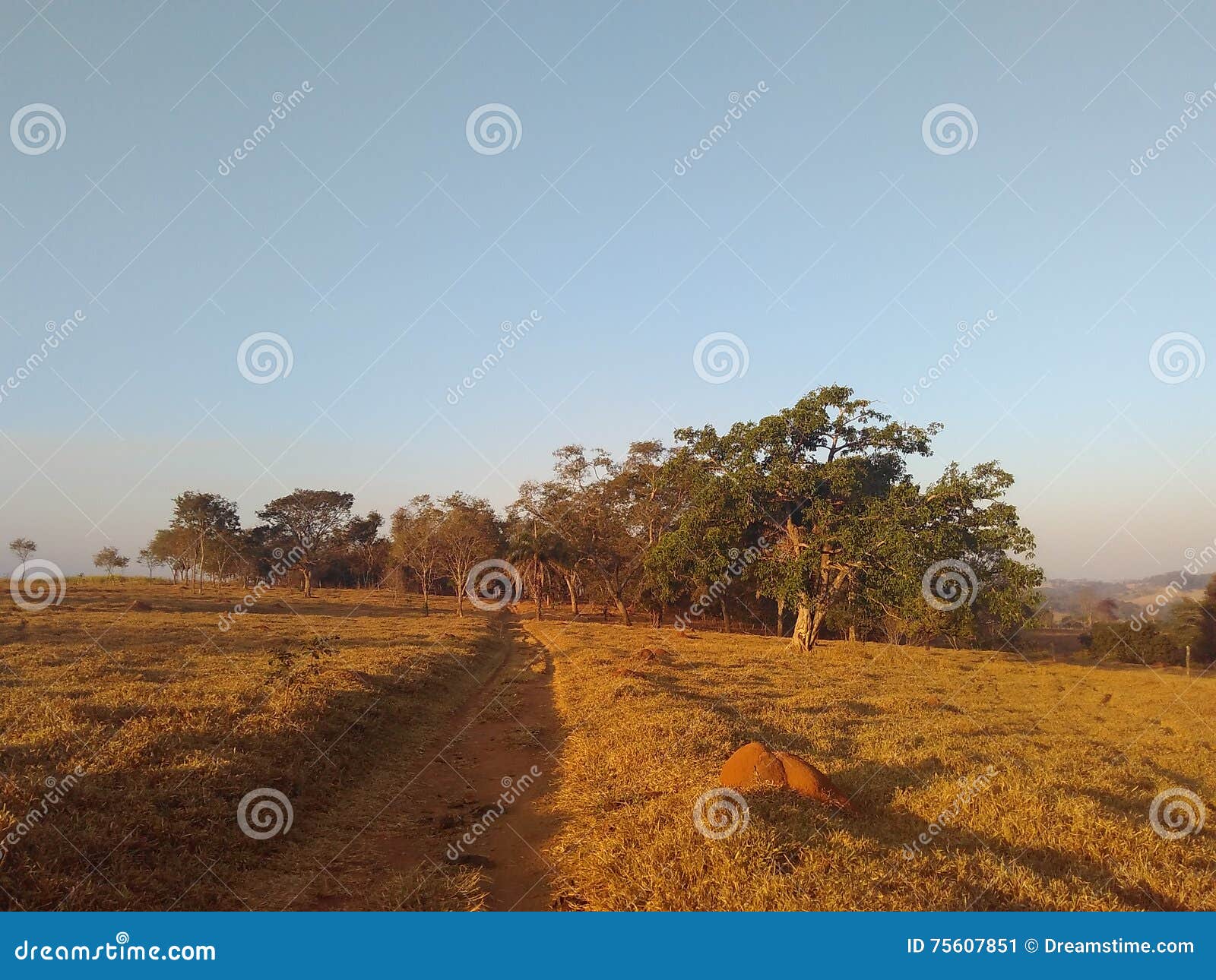 Brazilian cerrado stock image. Image of biome, cerrado - 75607851