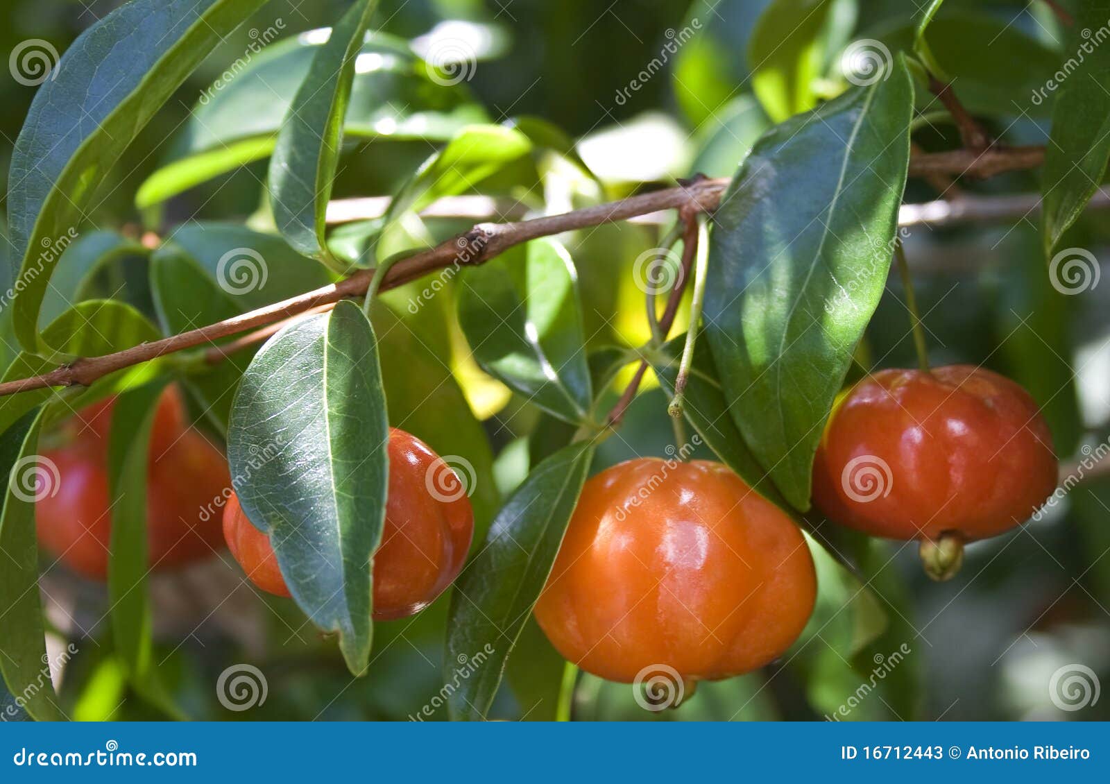 Brazilian Cherry Pitanga Tree Stock Images - 25 Photos