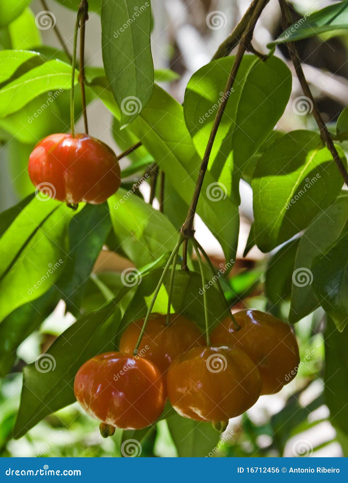 Brazilian Cherry (Pitanga) on Tree Stock Photo - Image of fruit ...