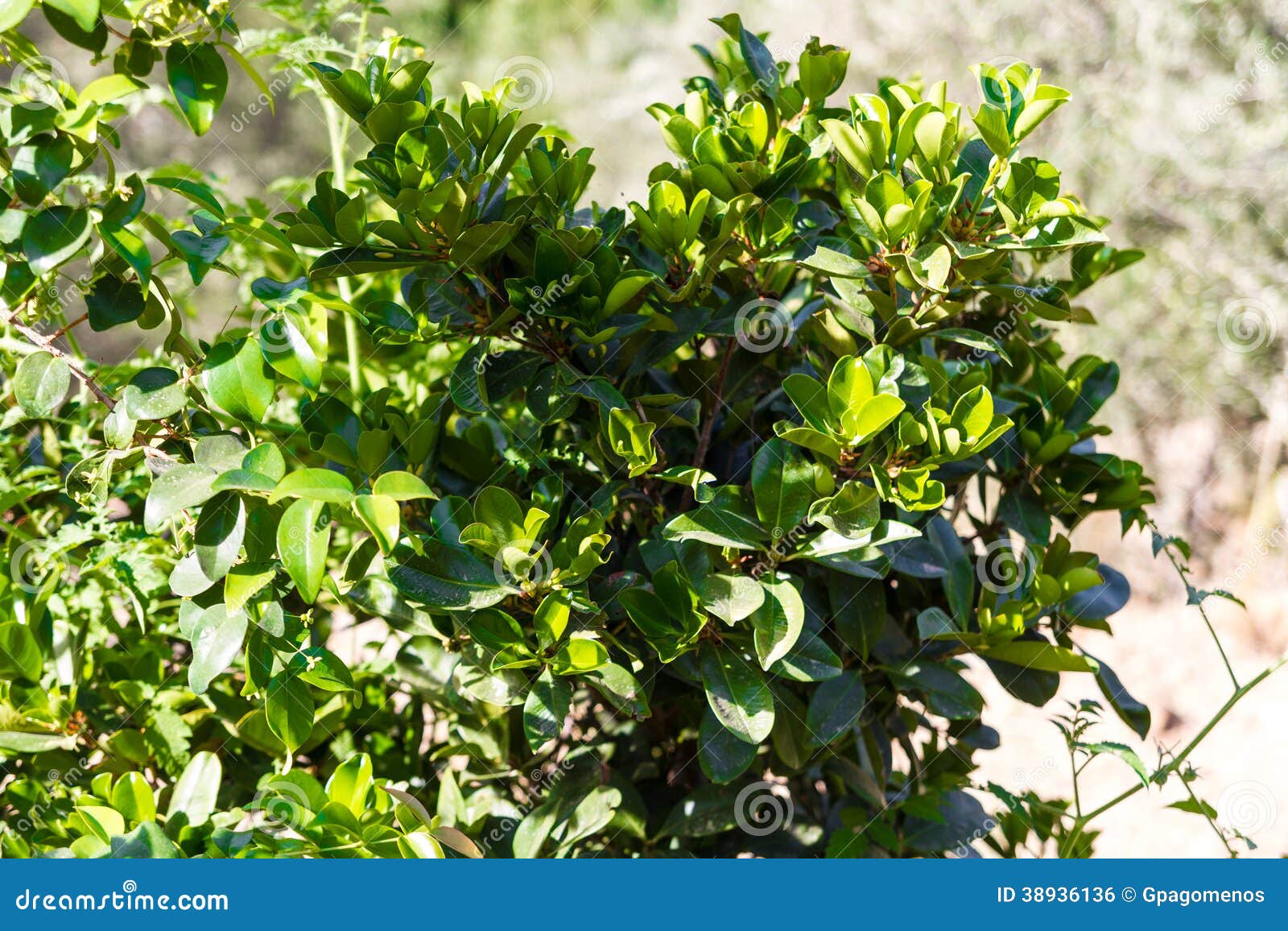 Brazilian Cherry Tree or Eugenia Braziliensis. Stock Photo - Image of ...
