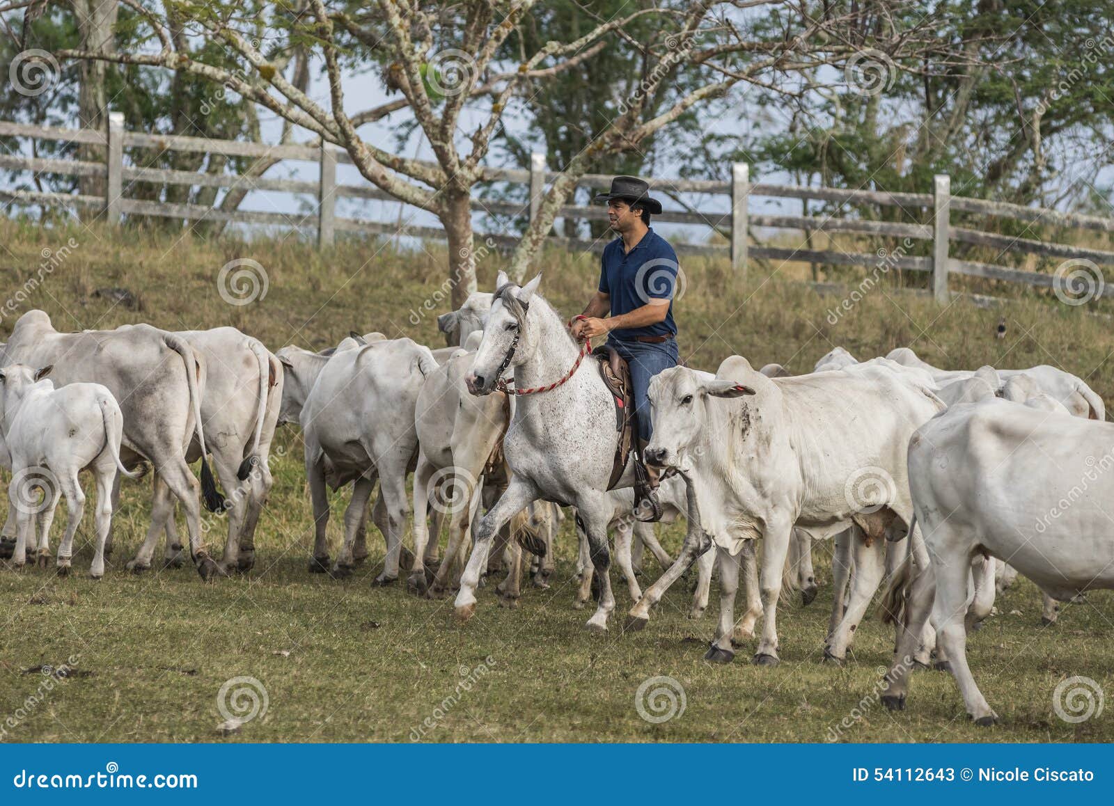 Brazilian cowboy with cows editorial stock photo. Image of location ...