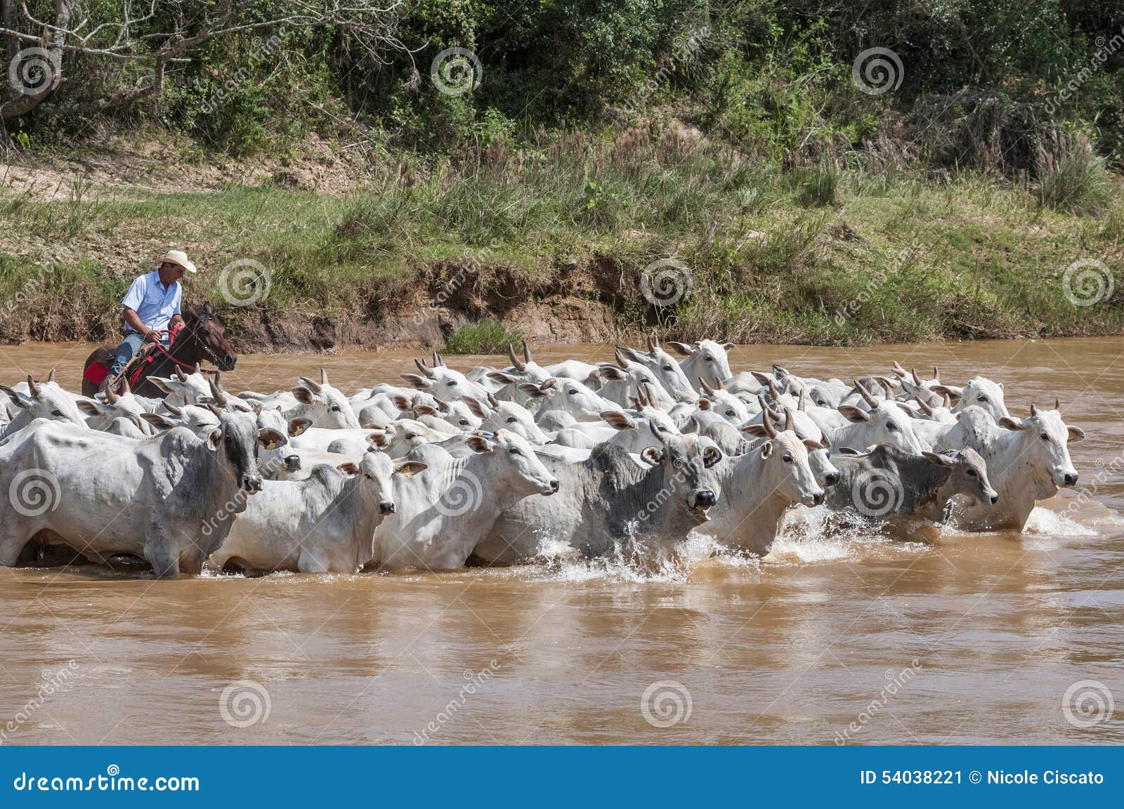 Brazilian cowboy with cows editorial photo. Image of livestock - 54038221