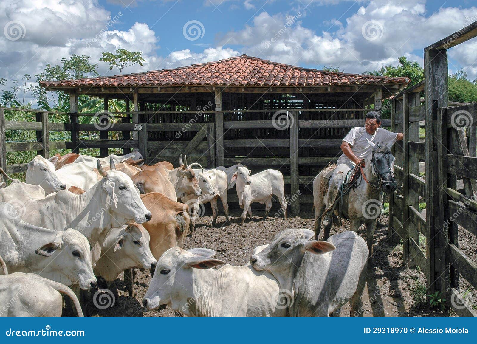 Brazilian cowboy of a farm editorial image. Image of brazil - 29318970