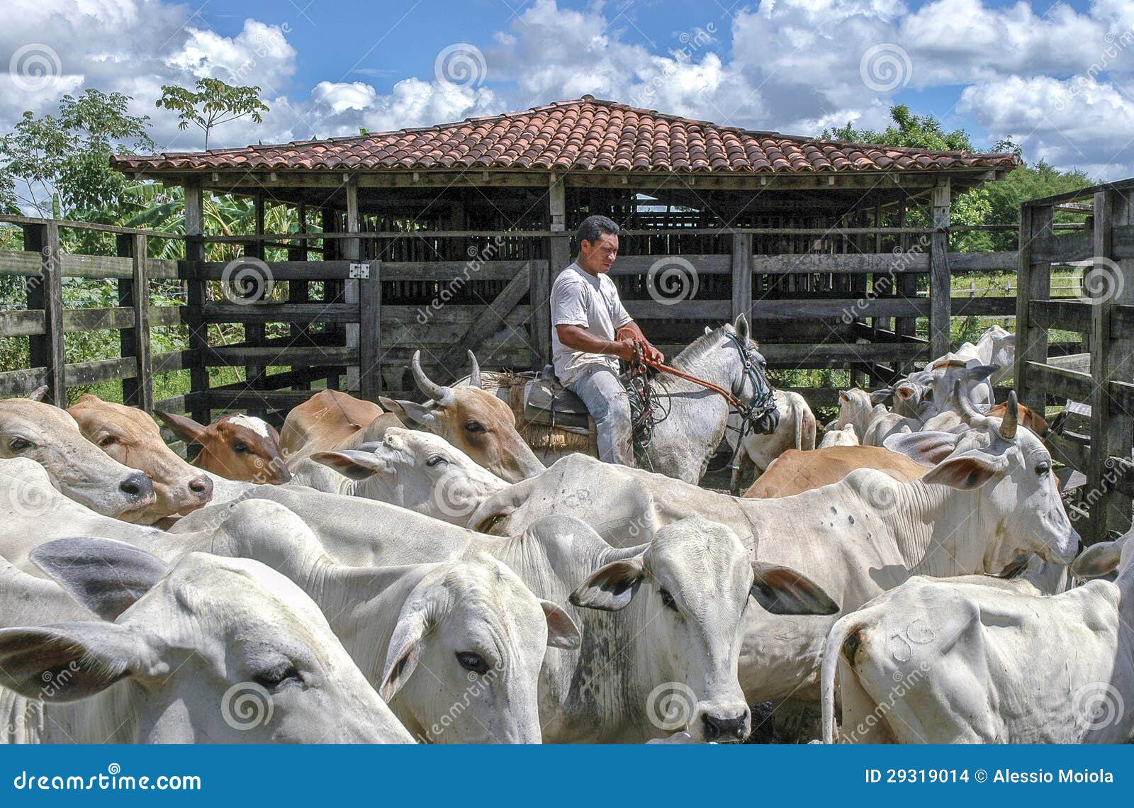 Brazilian cowboy of a farm editorial stock image. Image of cows - 29319014