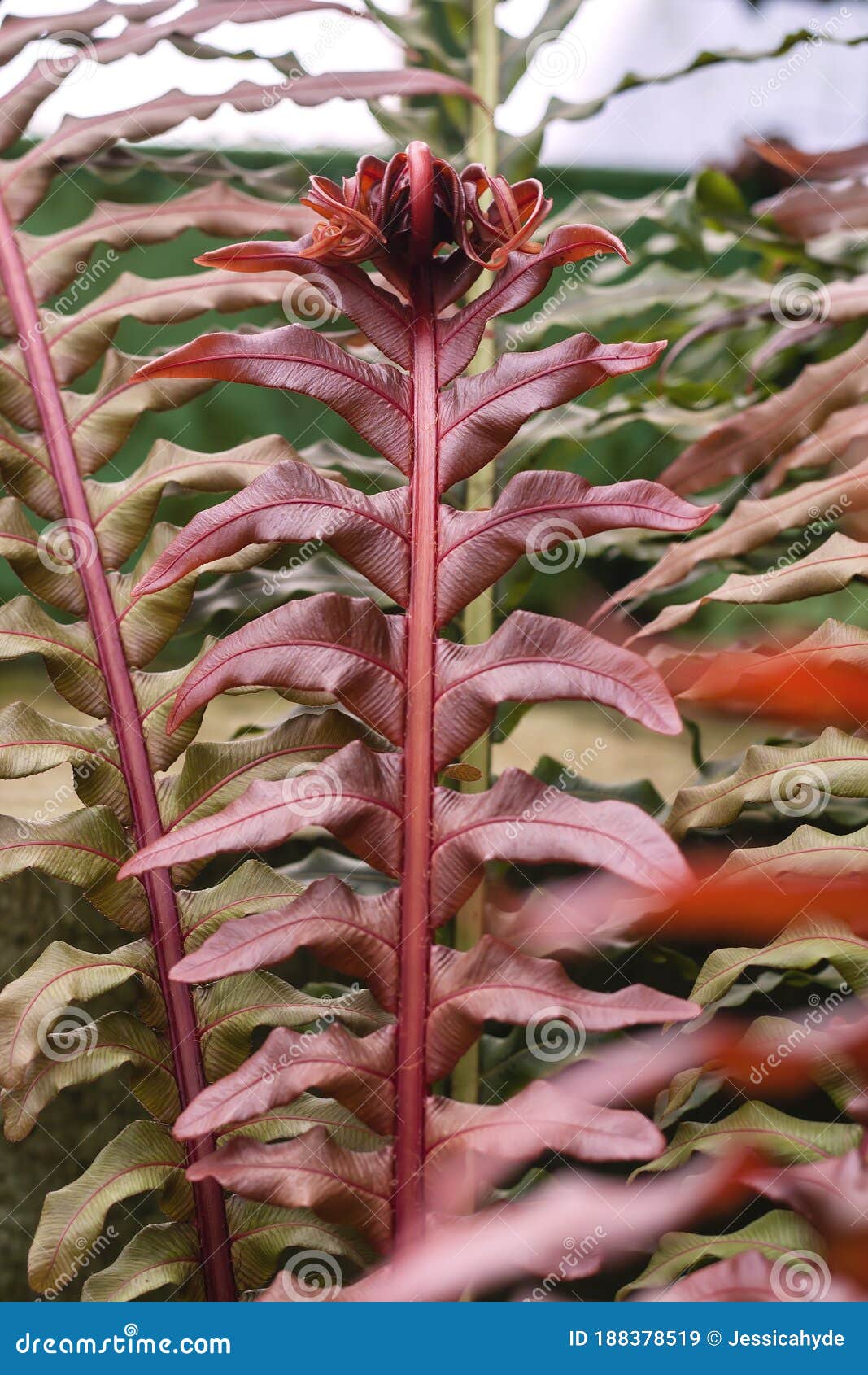 Brazilian Dwarf Brocket Deer Mazama Nana, Also Known As Pygmy Royalty ...