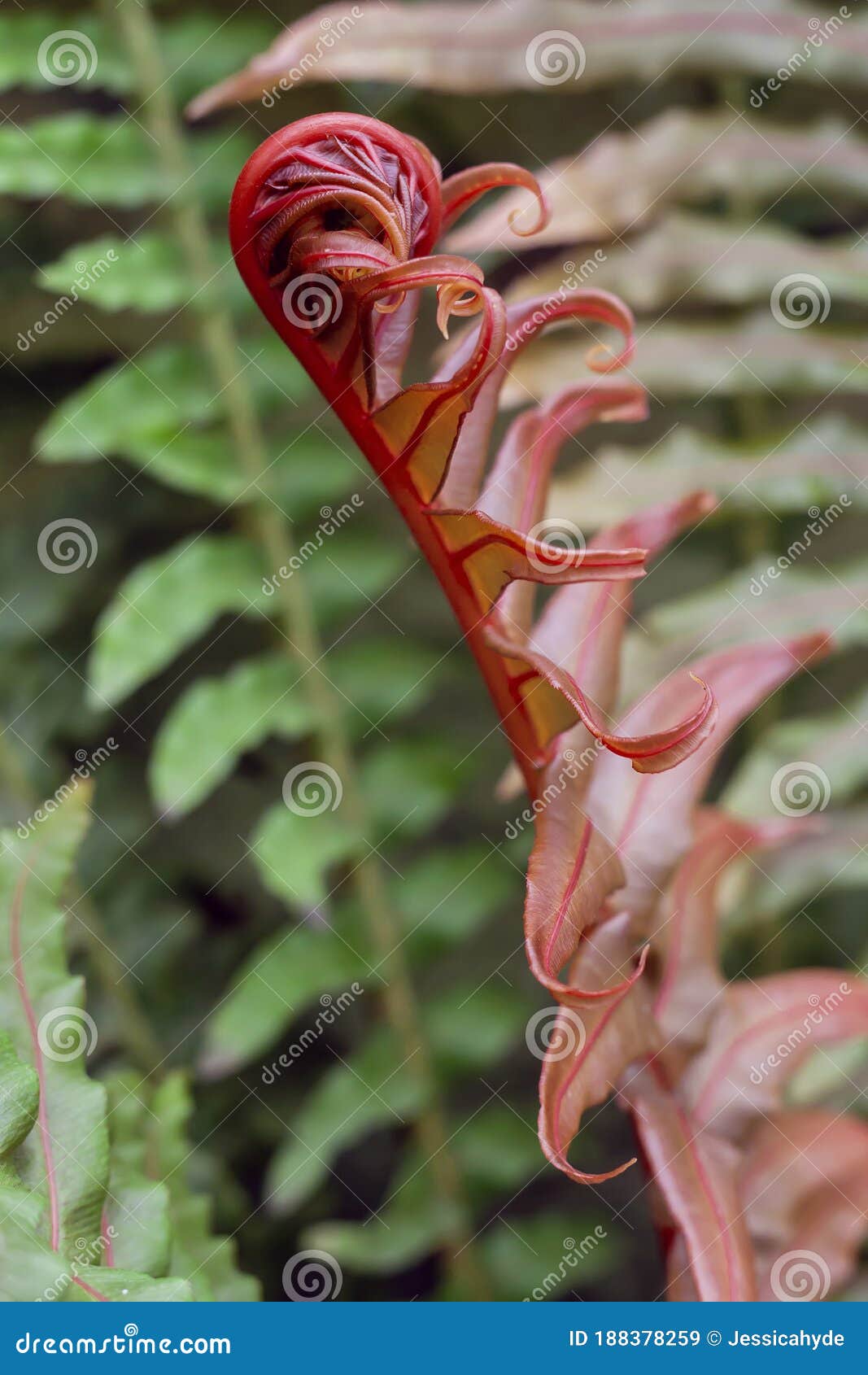 Brazilian Dwarf Brocket Deer Mazama Nana, Also Known As Pygmy Royalty ...