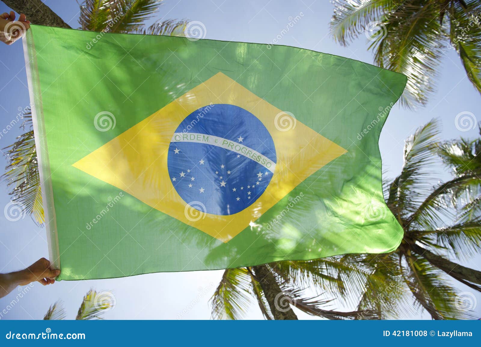 Brazilian Flag Wind Sunlight Palm Trees Stock Photo - Image of ...