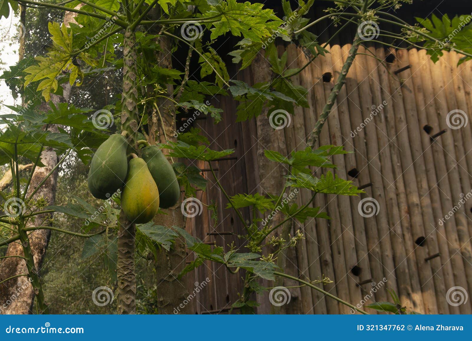 Brazilian Fresh Papaya on a Tree Stock Photo - Image of juicy, outdoor ...