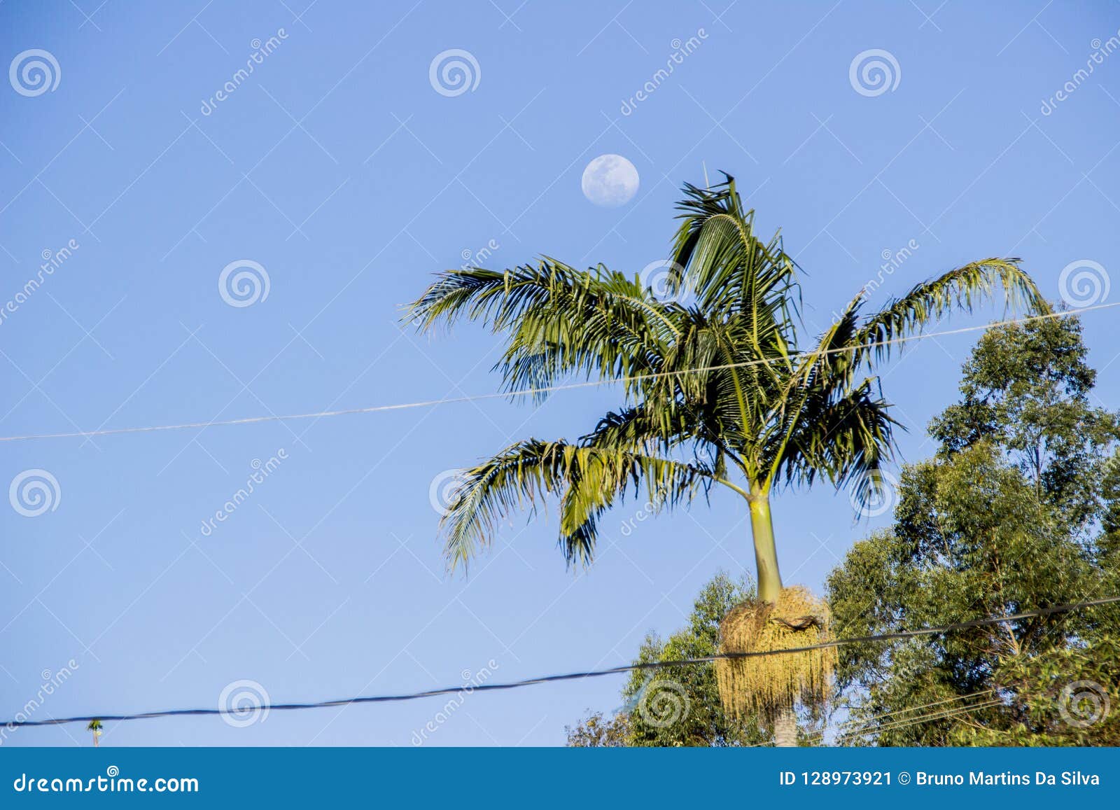 Brazilian full moon. stock image. Image of four, detail - 128973921