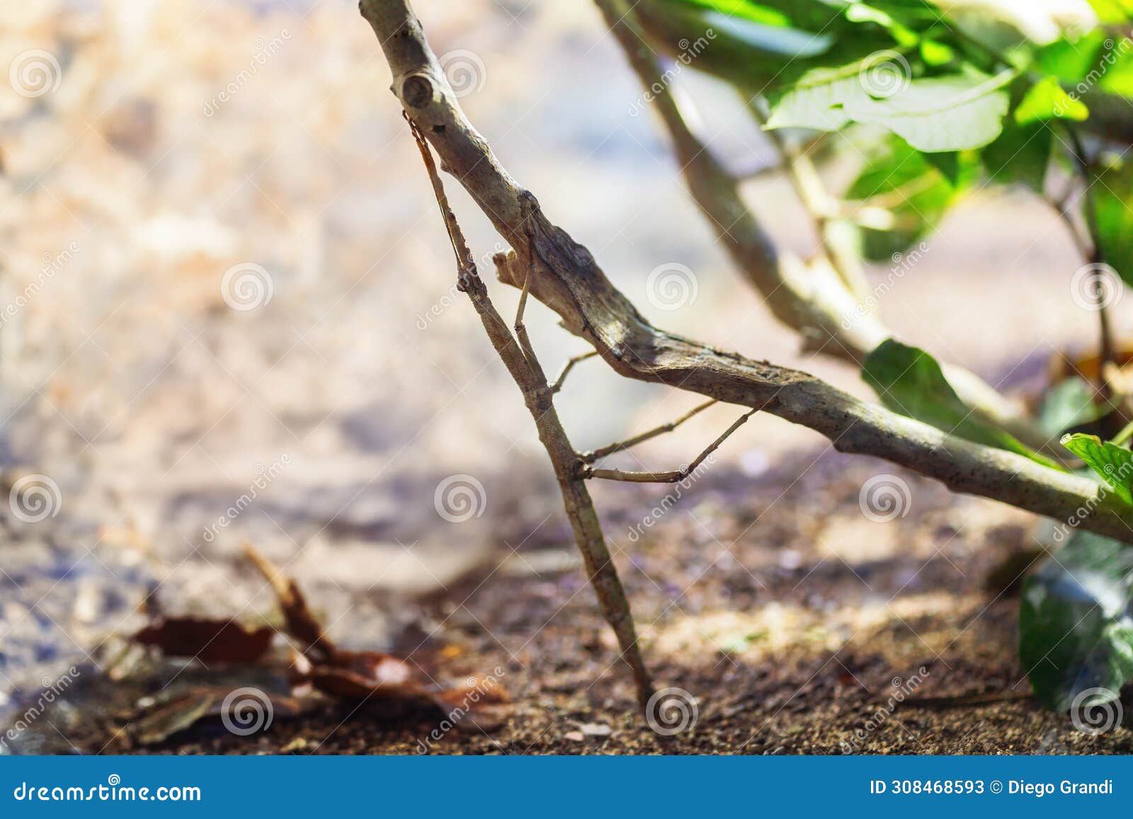 Brazilian Giant Stick Insect Stock Image - Image of phasmid, brazil ...