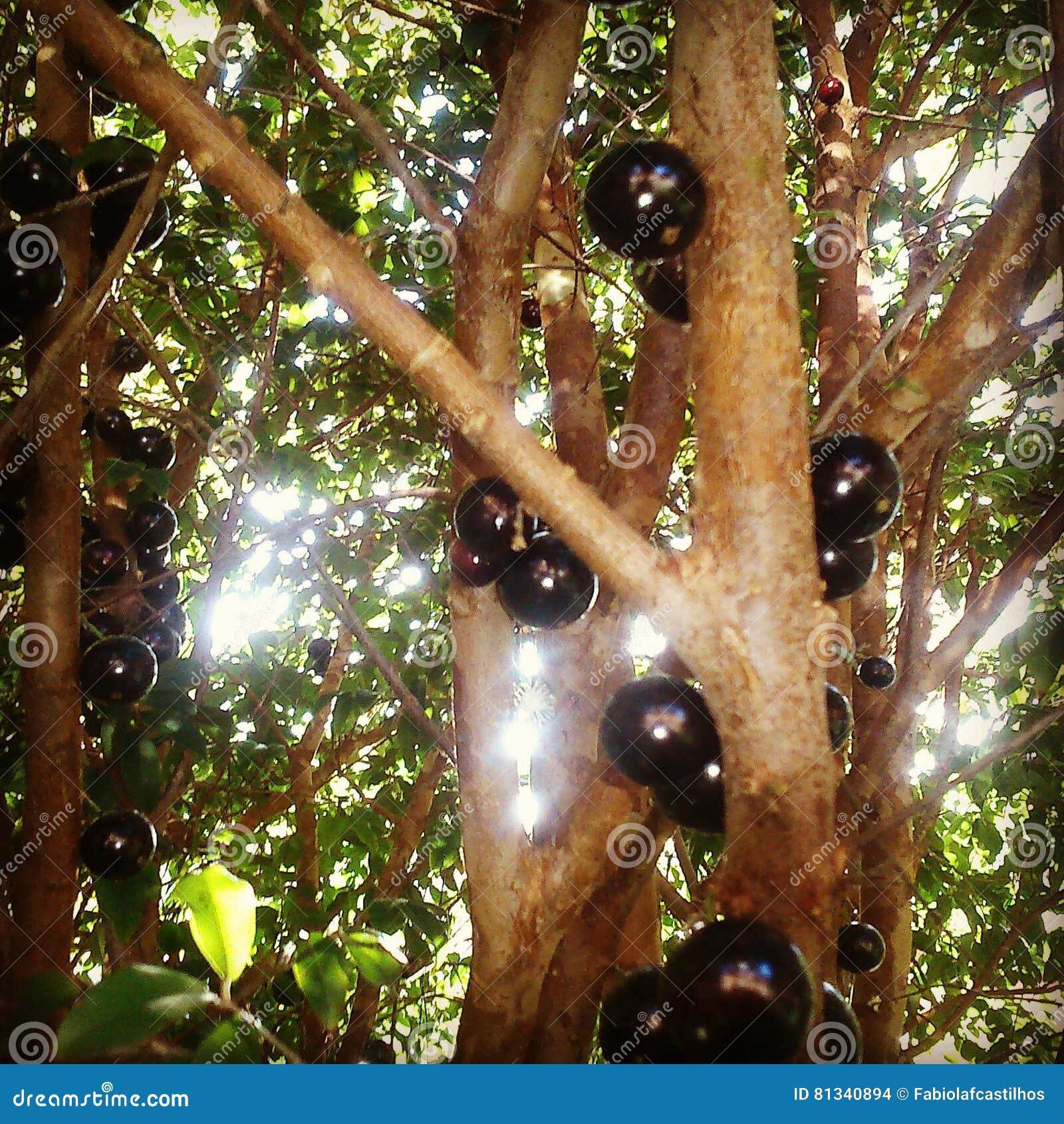 Brazilian Grape Cake Known As "cuca De Uva" Or "kuka De Uva" , Stock ...
