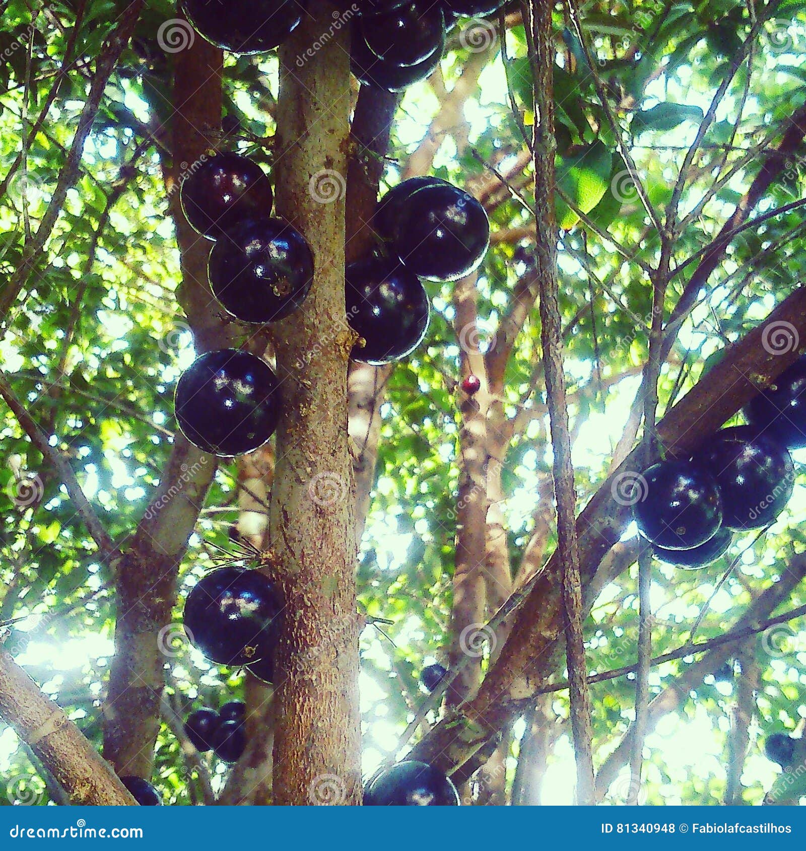 Brazilian Grape Fruit - Jaboticaba Stock Photo - Image of jabuticaba ...