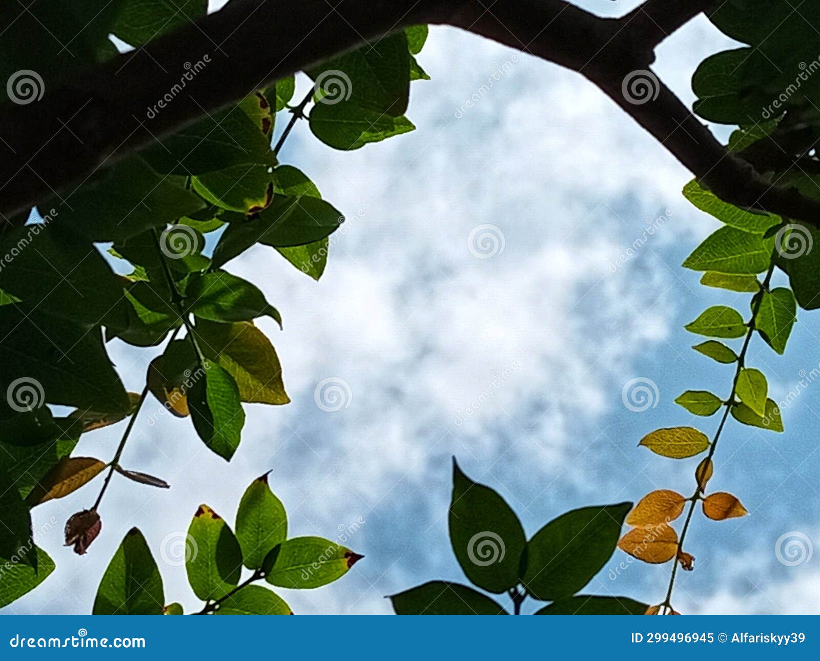 The Brazilian Grape Tree Seen from Below is Very Beautiful Stock Image ...