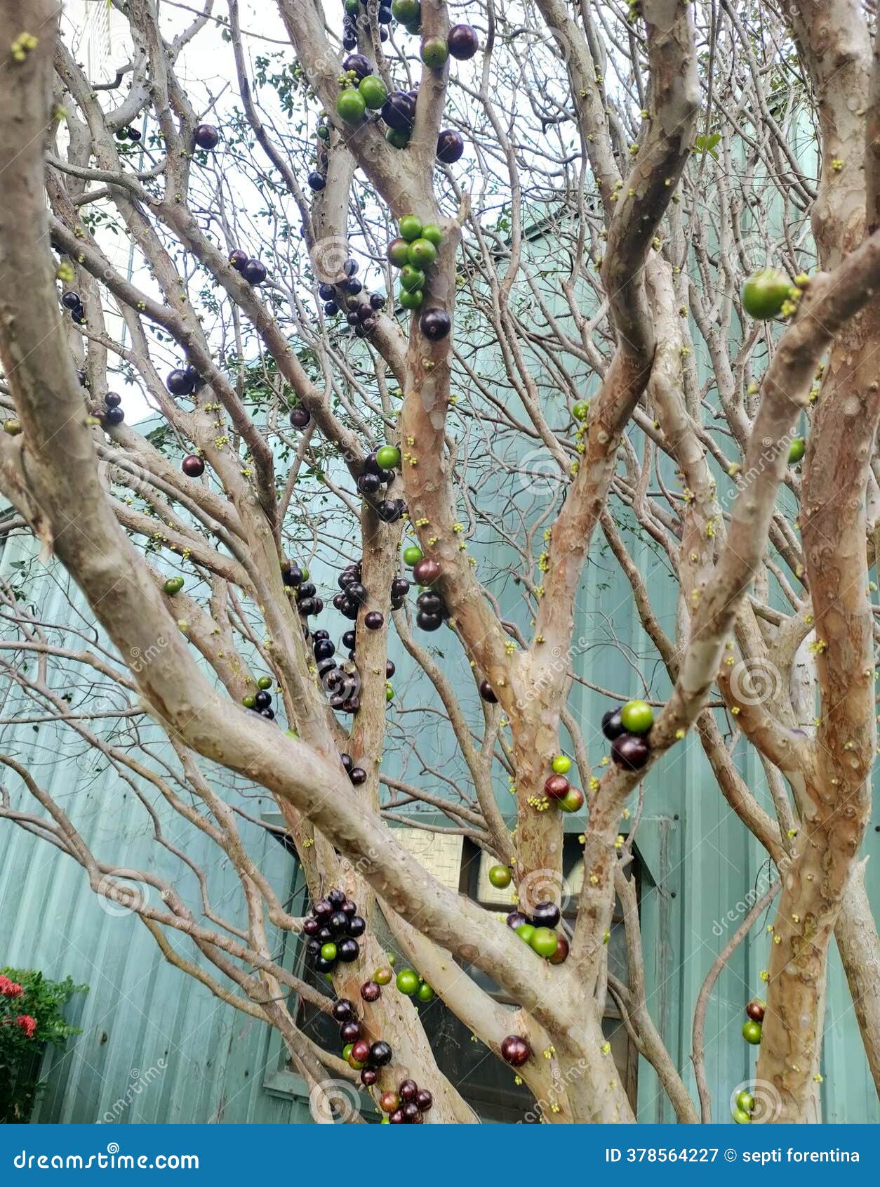 Brazilian Grape Cake Known As "cuca De Uva" Or "kuka De Uva" , Stock ...