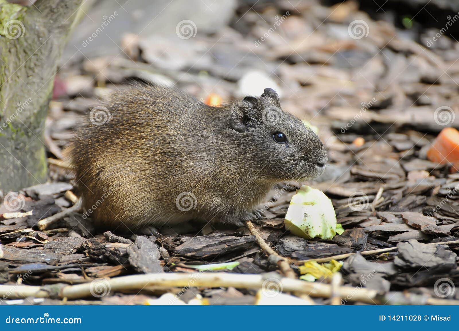 Brazilian Guinea Pig stock photo. Image of whiskers, guinea - 14211028