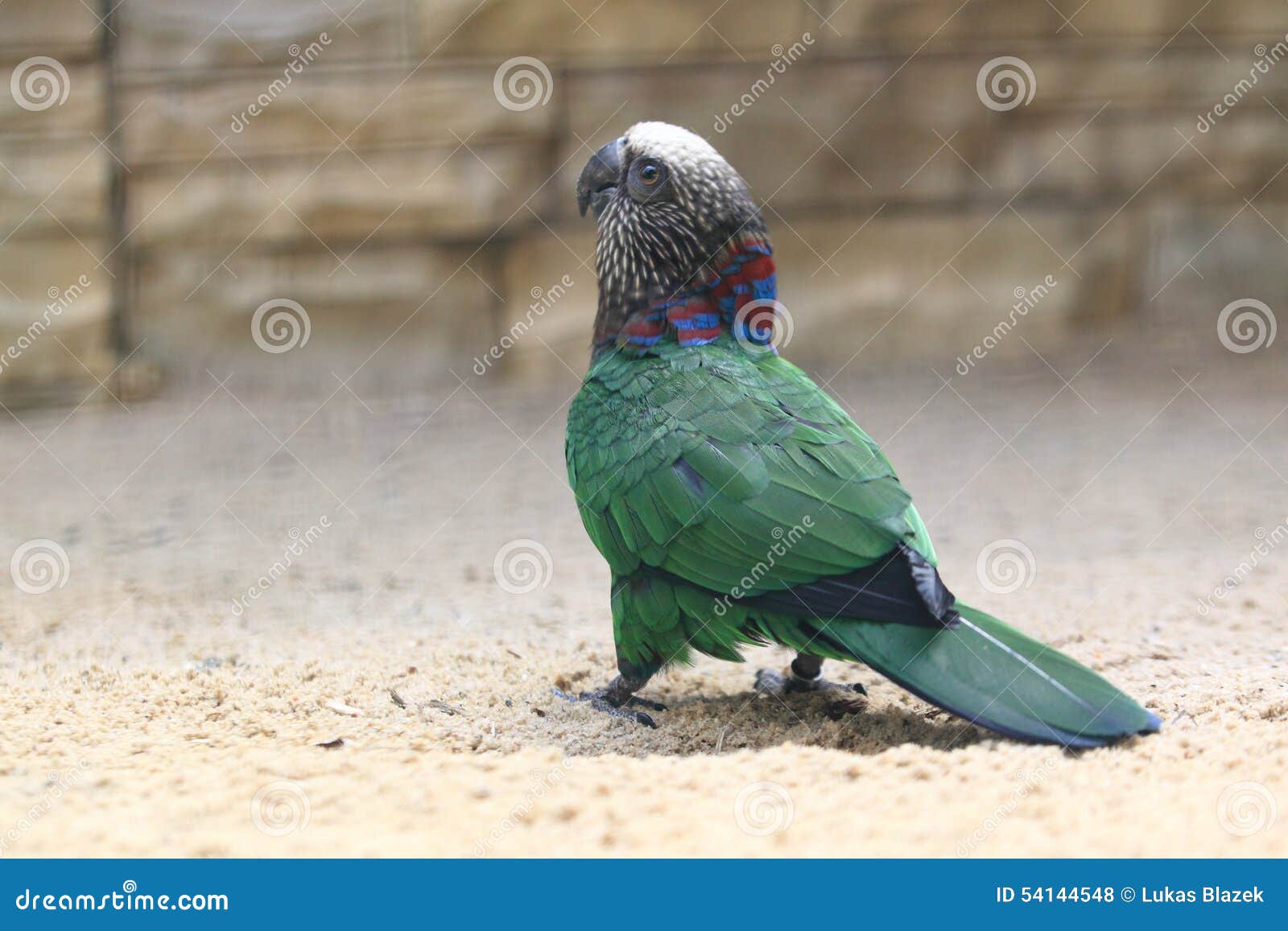 Brazilian Hawk-headed Parrot Stock Photo - Image of animal, soil: 54144548