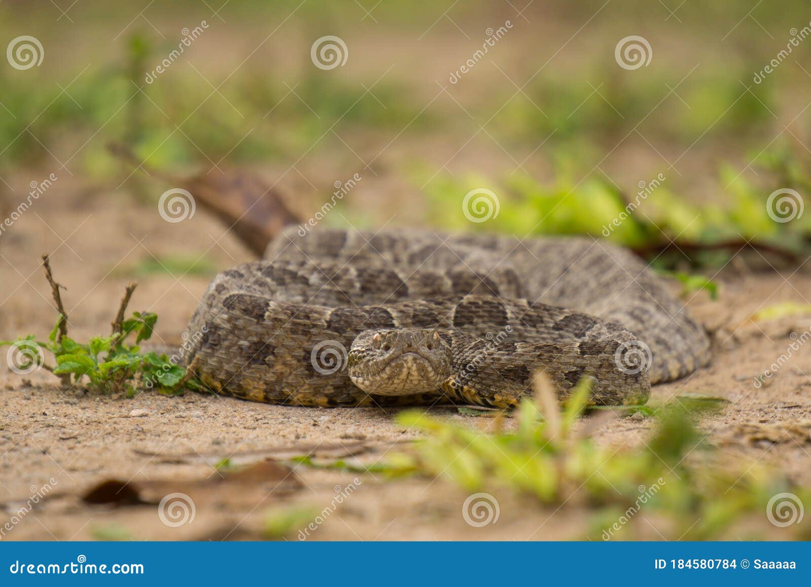 Brazilian Jararaca stock photo. Image of yararaca, snake - 184580784