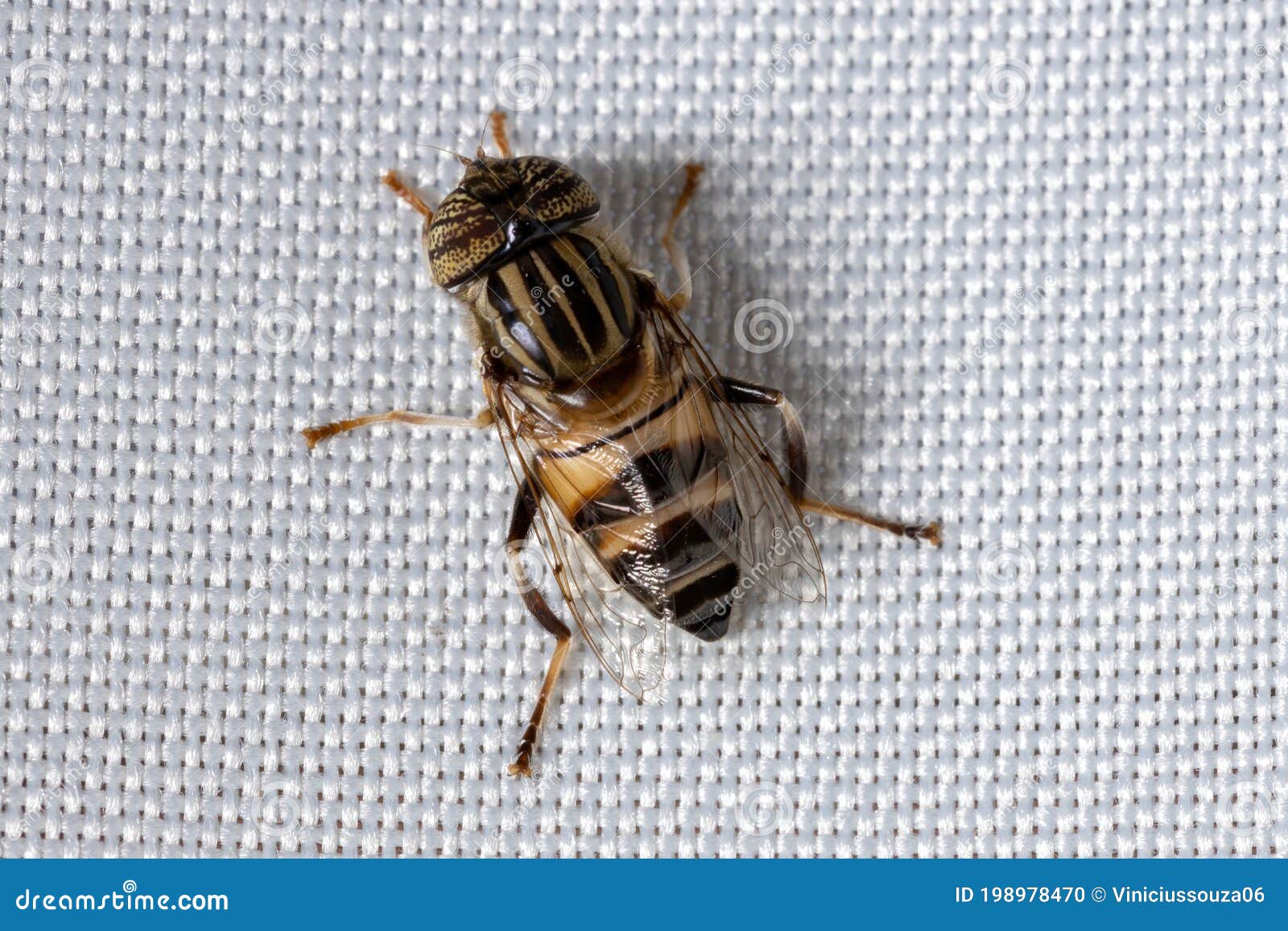 Brazilian Lagoon Fly stock photo. Image of insects, detail - 198978470