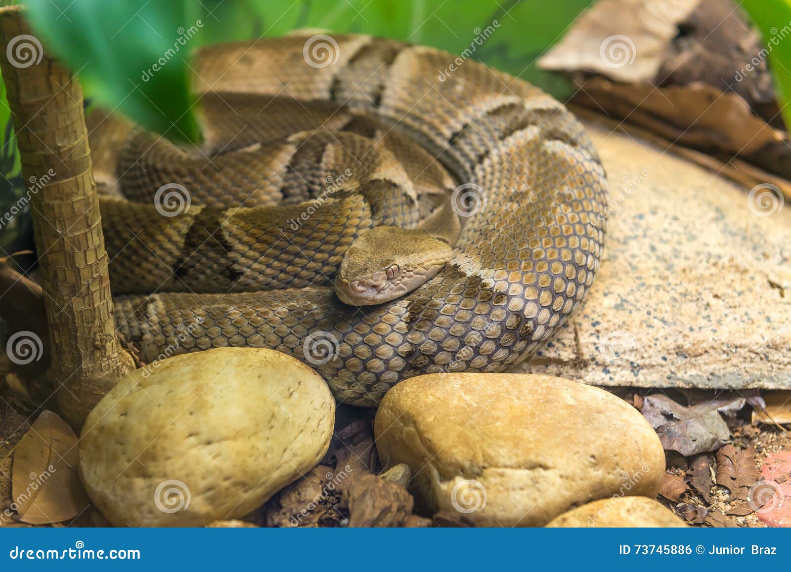 Brazilian Lancehead Snake (Bothrops Moojeni) on the Ground Stock Photo ...