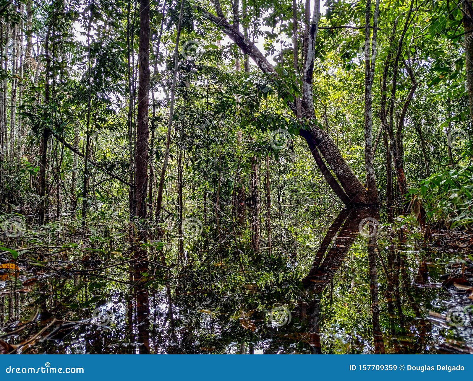 Brazilian Landscape in of the Amazon Forest Stock Image - Image of ...