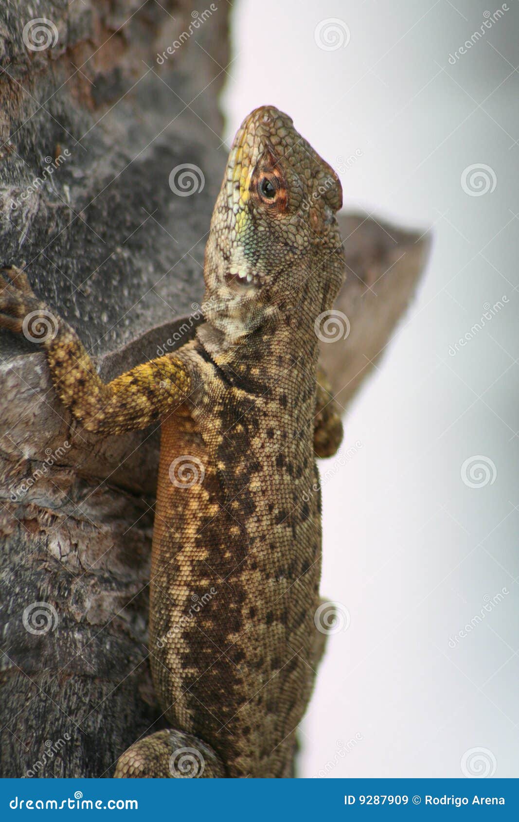 Brazilian Lizard stock image. Image of argentina, expression - 9287909