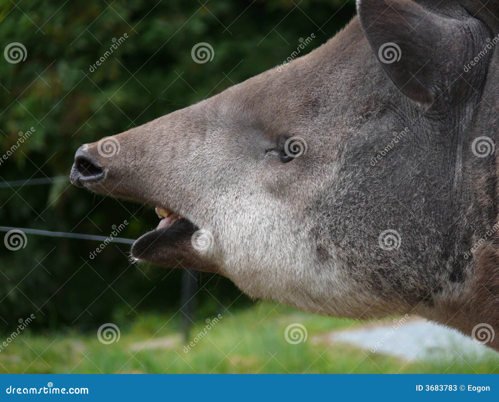 Brazilian lowland tapir stock image. Image of closeup - 3683783