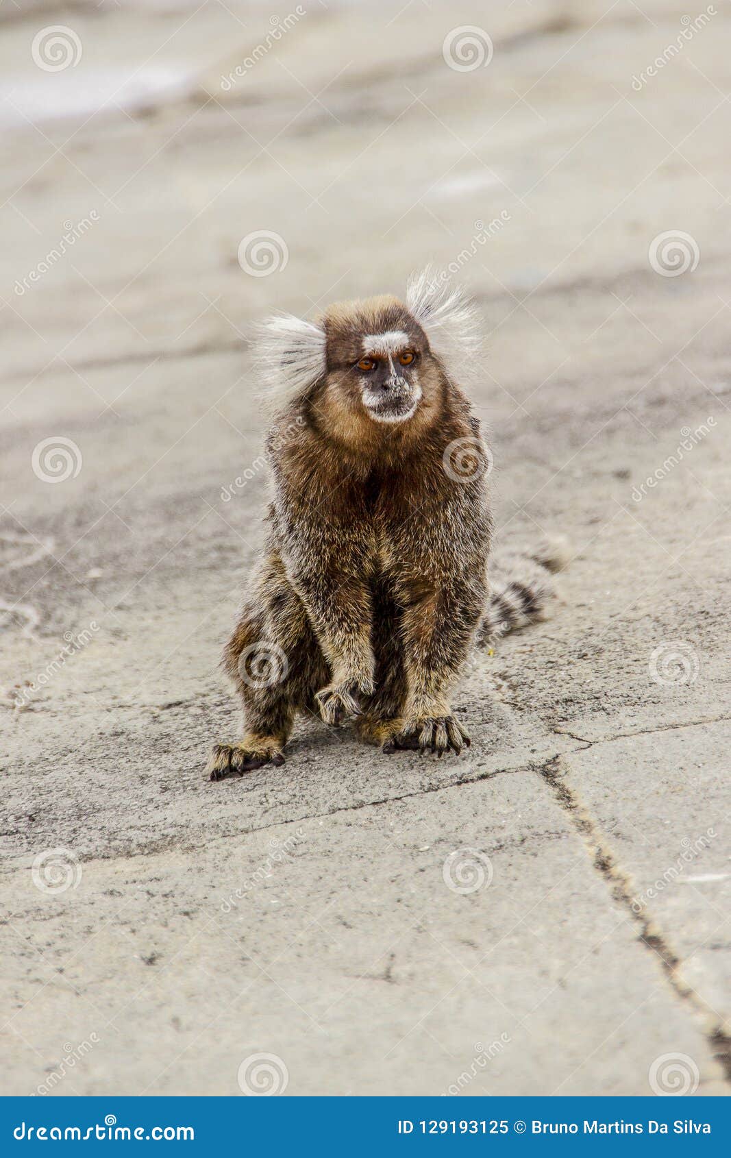 Brazilian Monkeys in the Open Air Stock Image - Image of brazilian ...