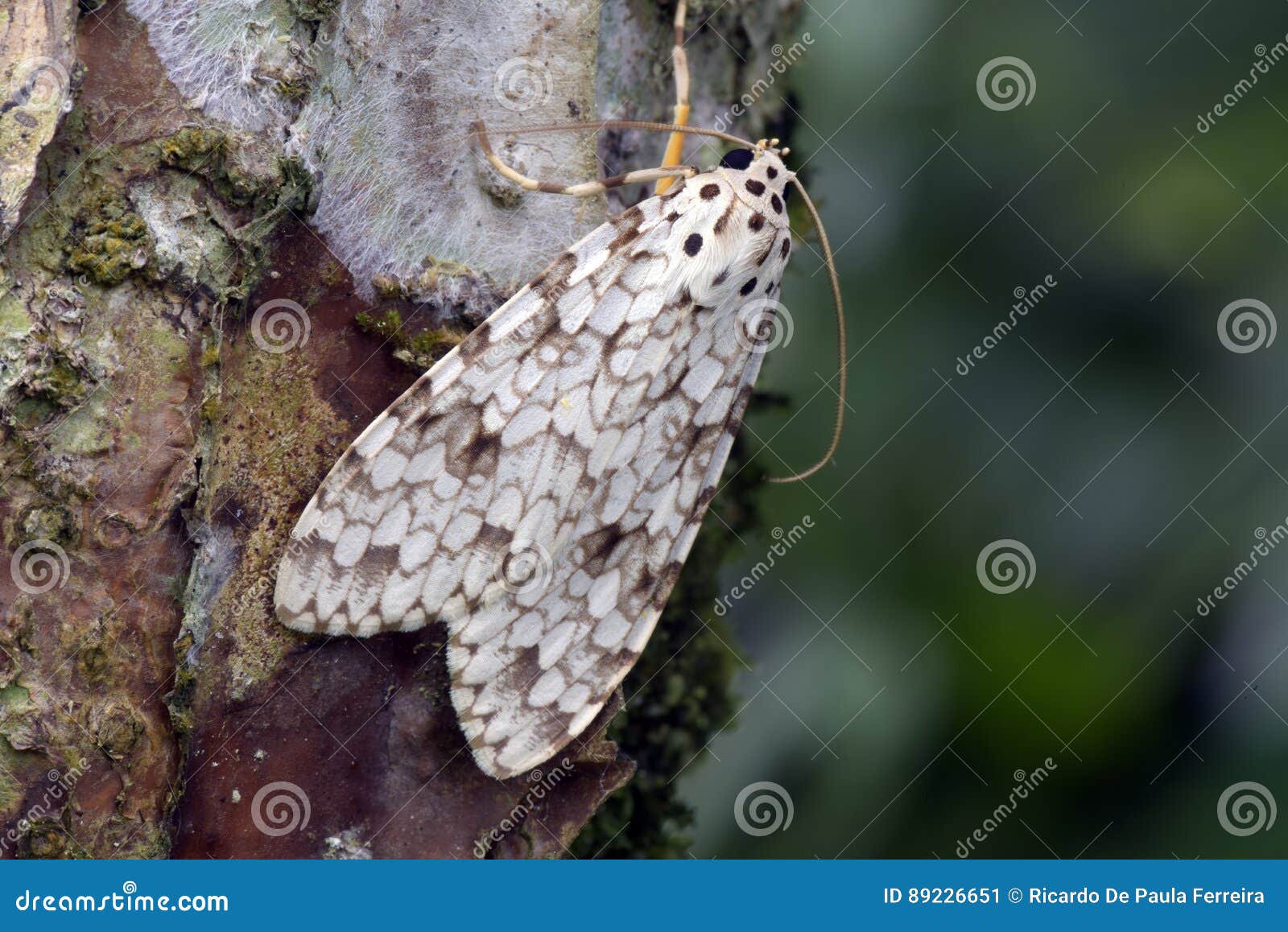 Brazilian Moth Sighted in Remnant of Atlantic Rainforest Stock Image ...