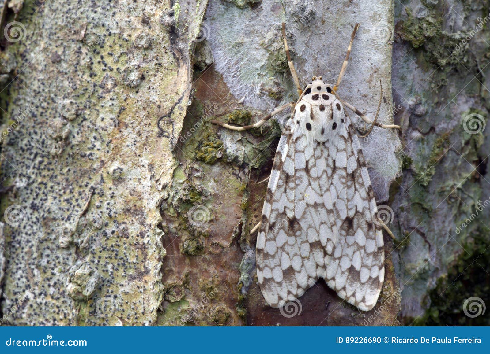 Brazilian Moth Sighted in Remnant of Atlantic Rainforest Stock Photo ...