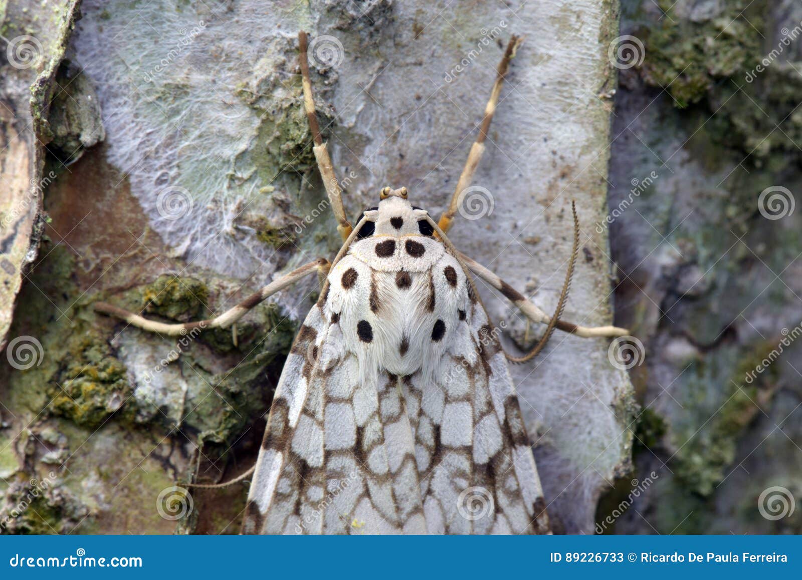 Brazilian Moth Sighted in Remnant of Atlantic Rainforest Stock Image ...
