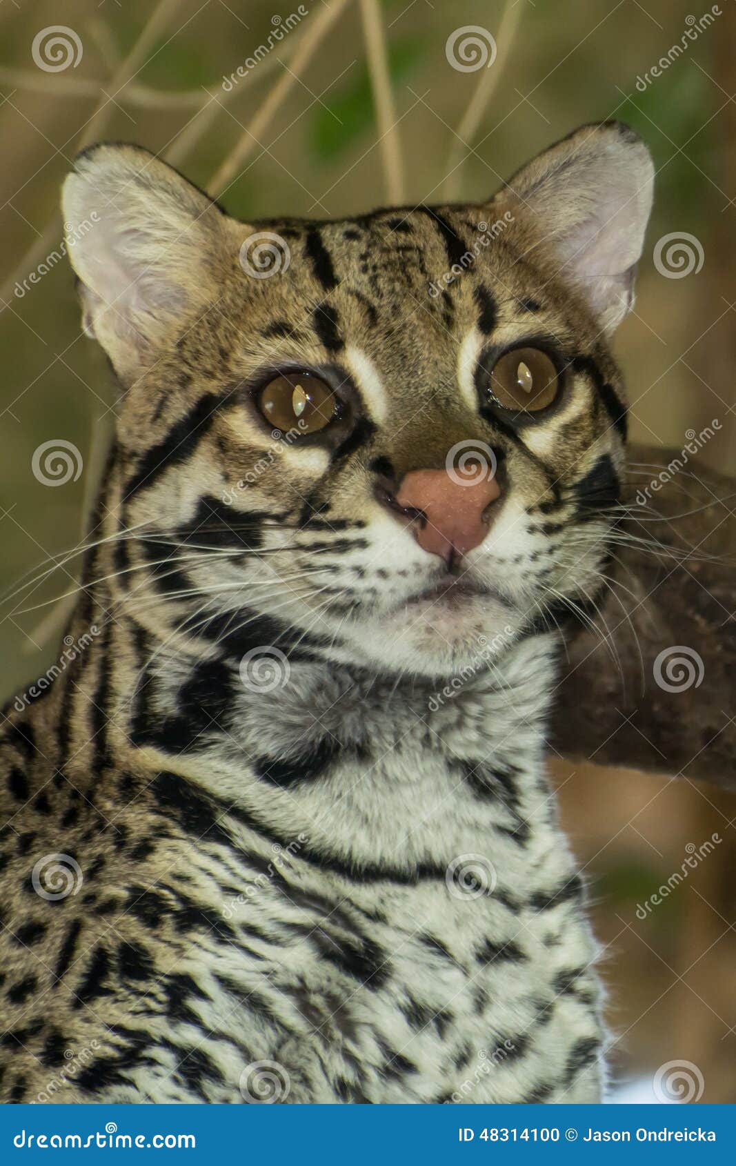 Close-up Of An Ocelot - Leopardus Pardalis - On A Branch. The Wild Cat ...