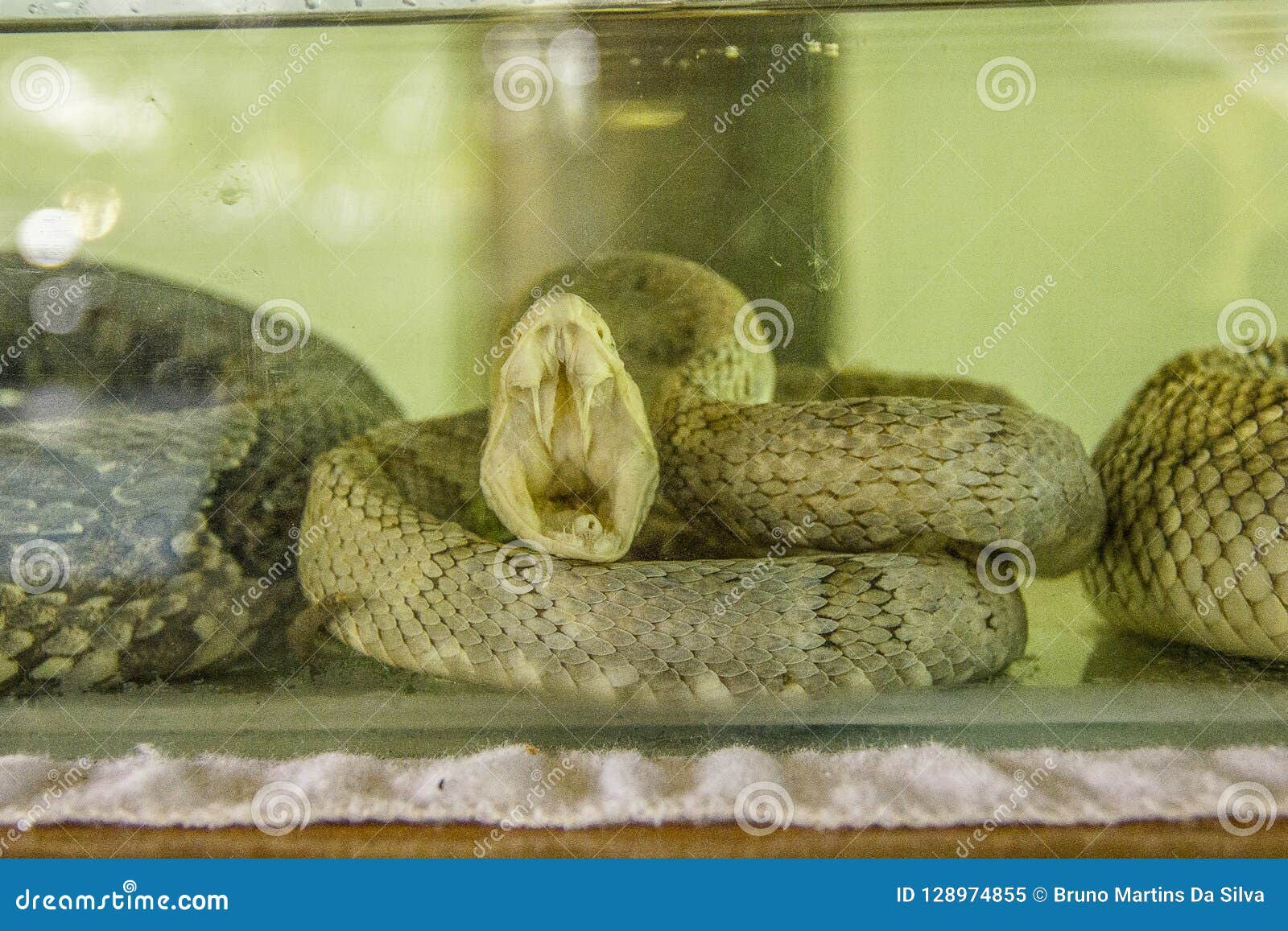 Brazilian snake stock image. Image of copy, crawling - 128974855