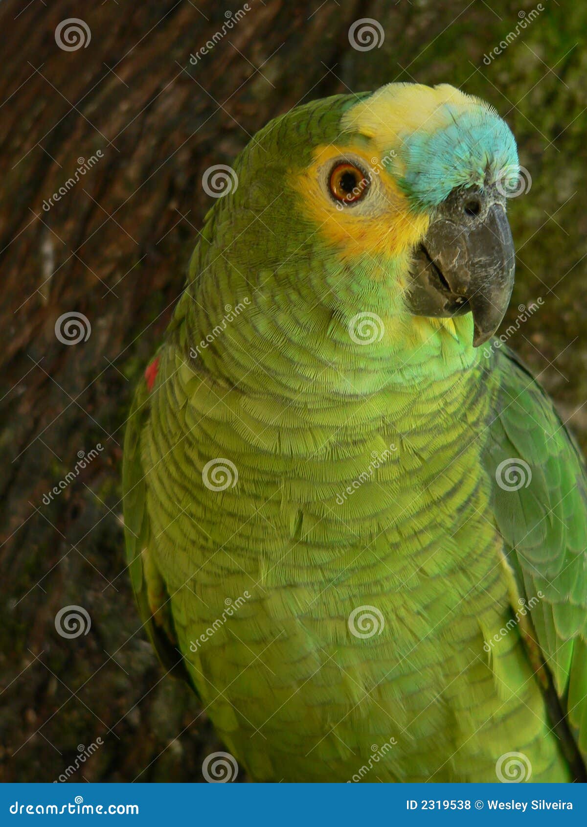 Brazilian parrot stock photo. Image of brasil, green, yellow - 2319538