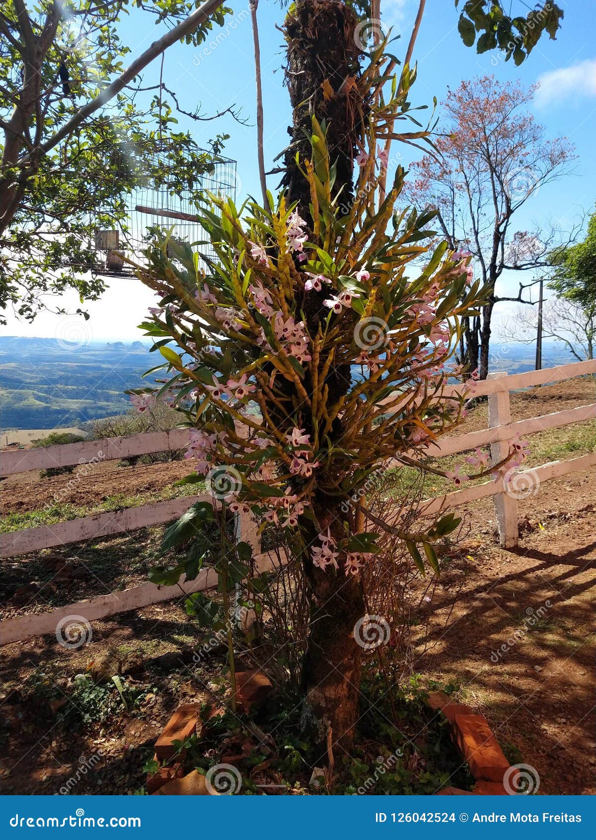 Brazilian plant stock photo. Image of brazilian, plant - 126042524