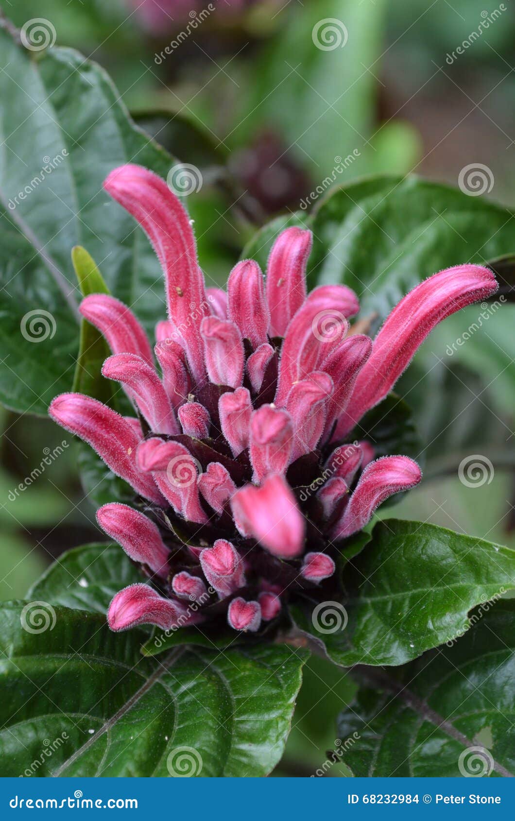 Brazilian Plume Flower stock photo. Image of nature, plume - 68232984