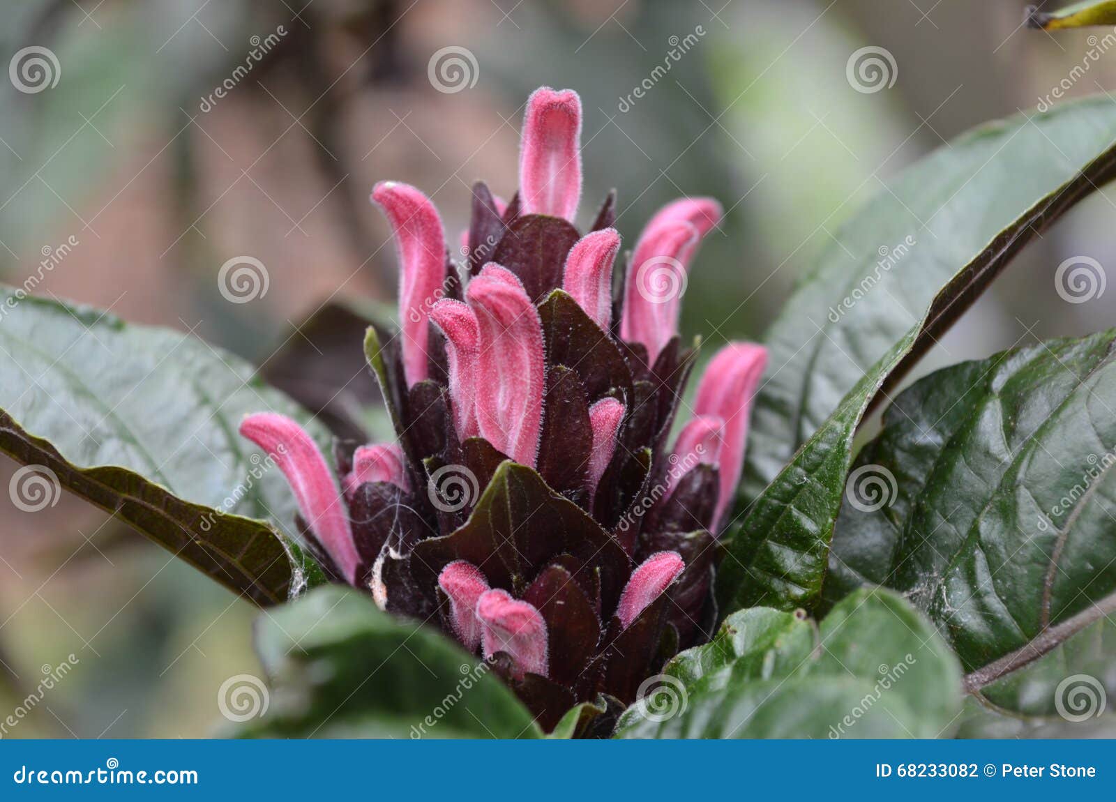 Brazilian Plume Flower stock photo. Image of summer, bloom - 68233082
