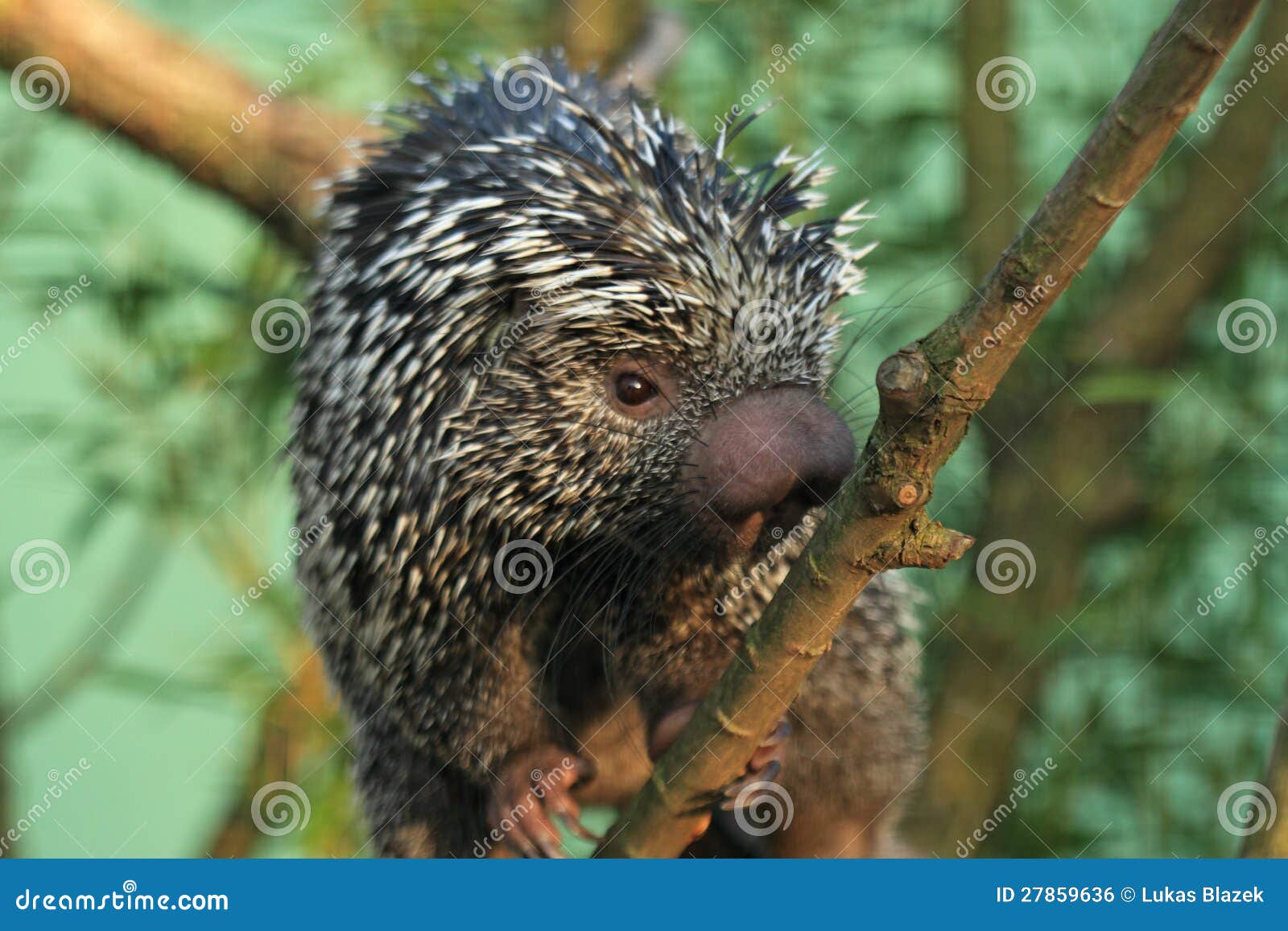 Brazilian Porcupine