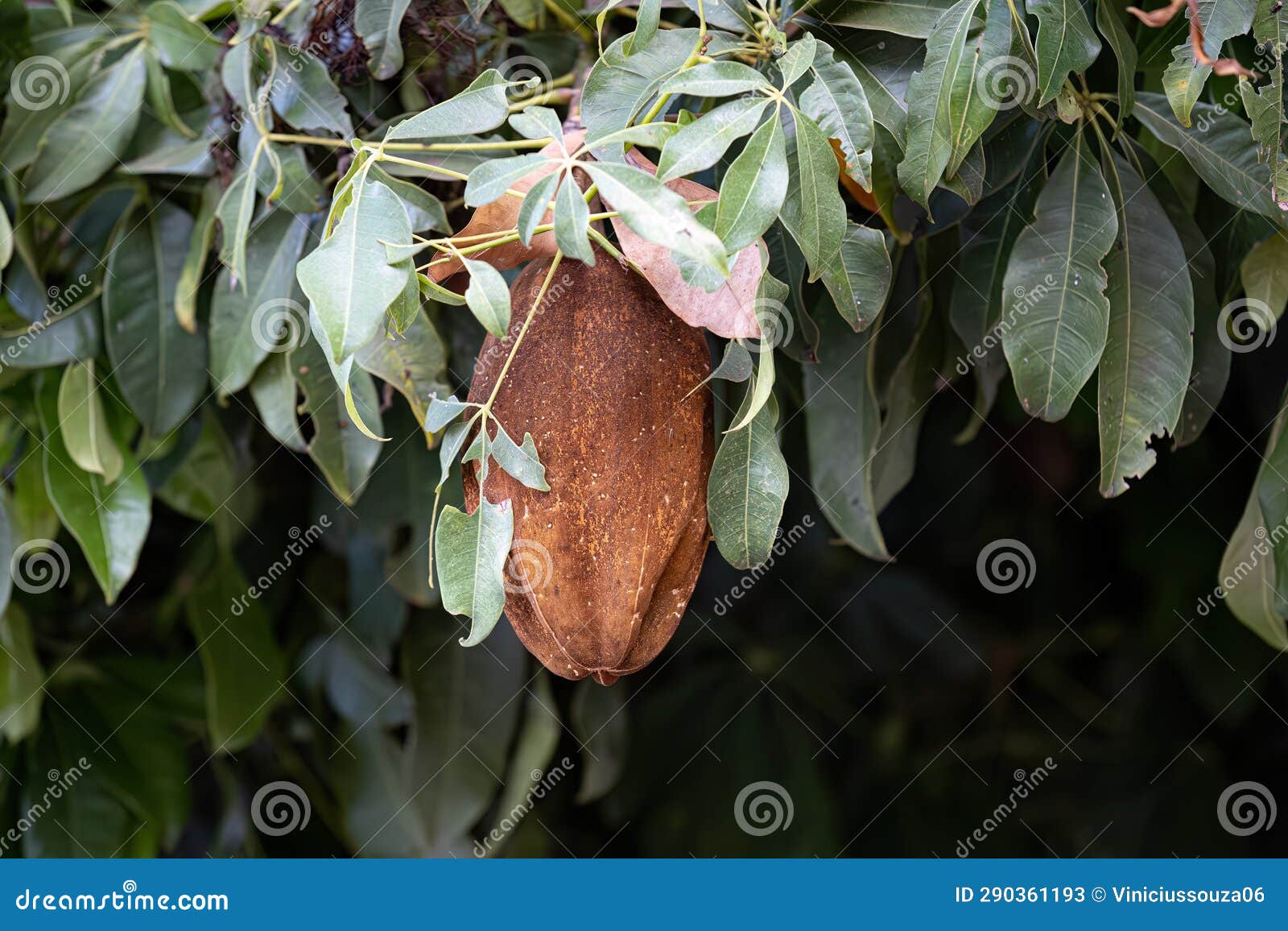 Brazilian Provision Tree Fruit Stock Image - Image of fruit, dicots ...