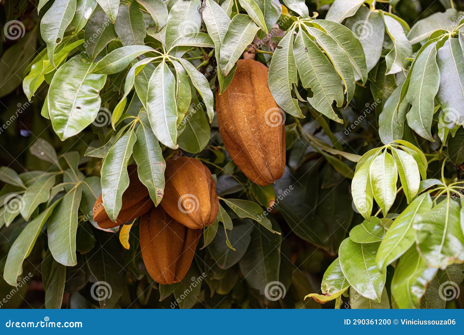Brazilian Provision Tree Fruit Stock Photo - Image of dicots, malvaceae ...