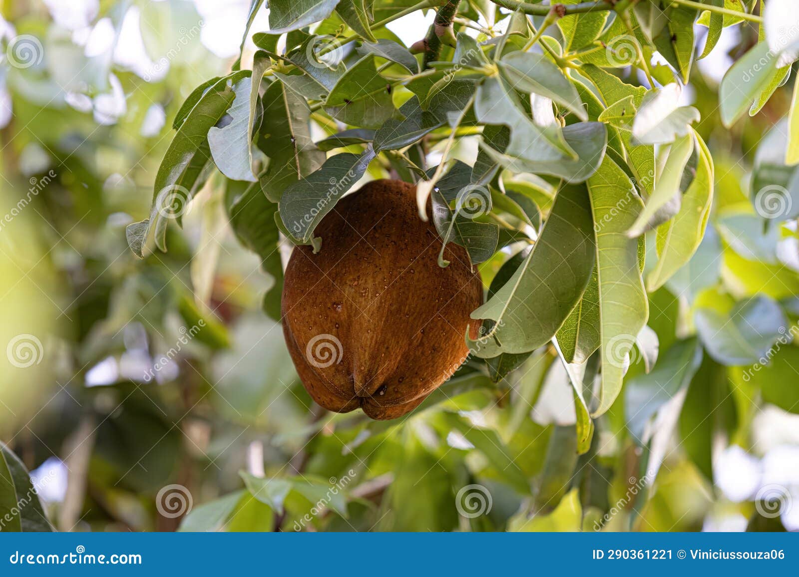 Brazilian Provision Tree Fruit Stock Image - Image of green, natural ...