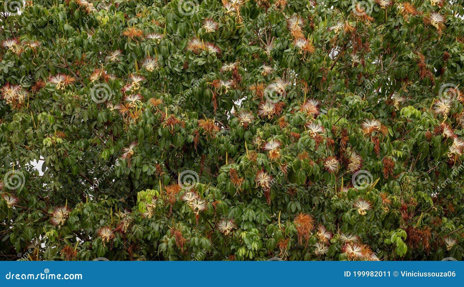 Brazilian Provision Tree stock image. Image of botanist - 199982011