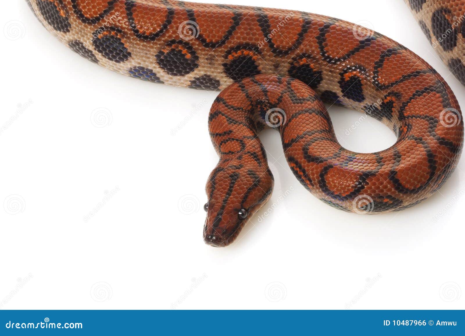 Brazilian rainbow boa stock photo. Image of isolated - 10487966