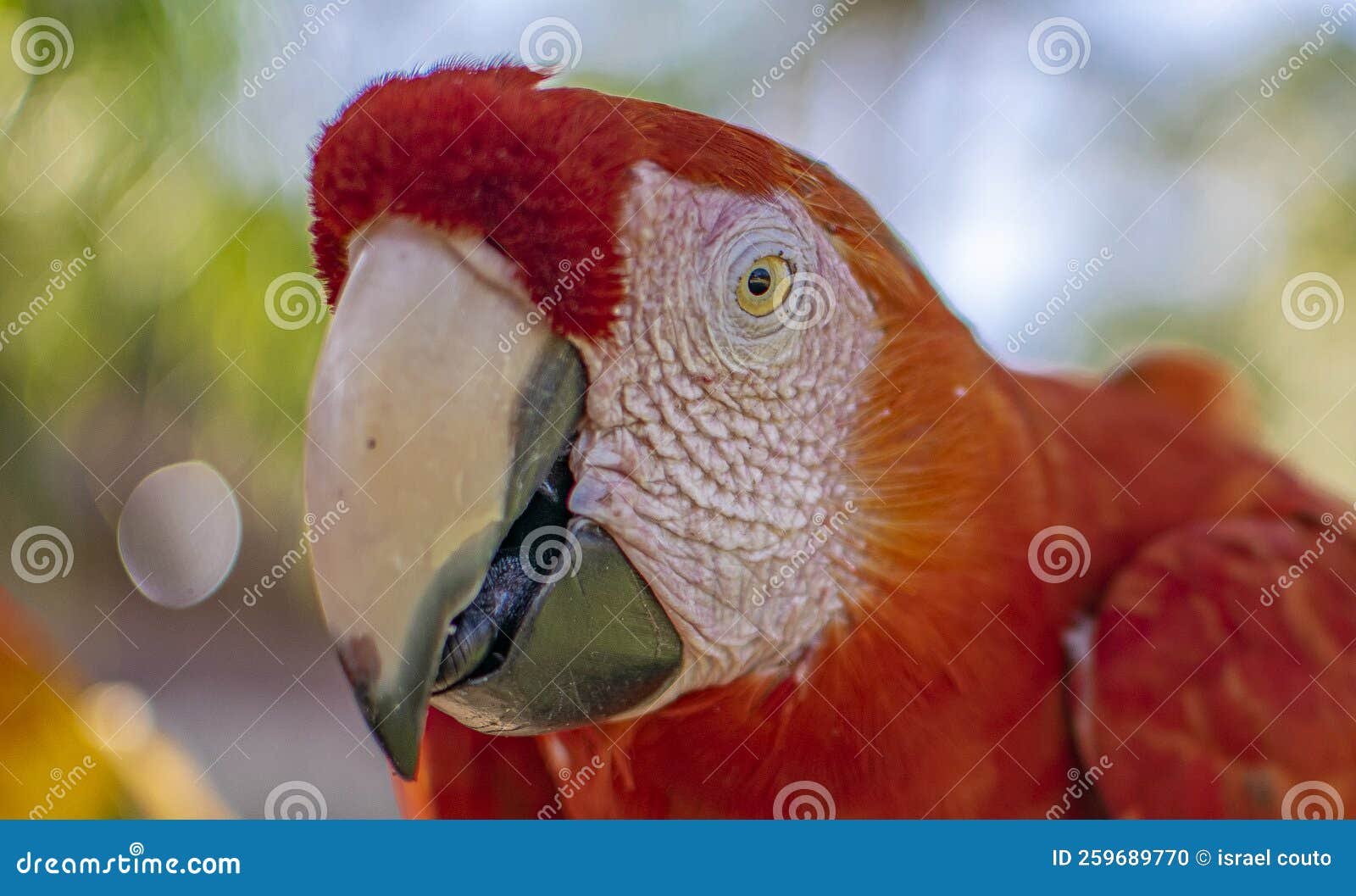 Brazilian Red Macaw stock photo. Image of flower, chicken - 259689770
