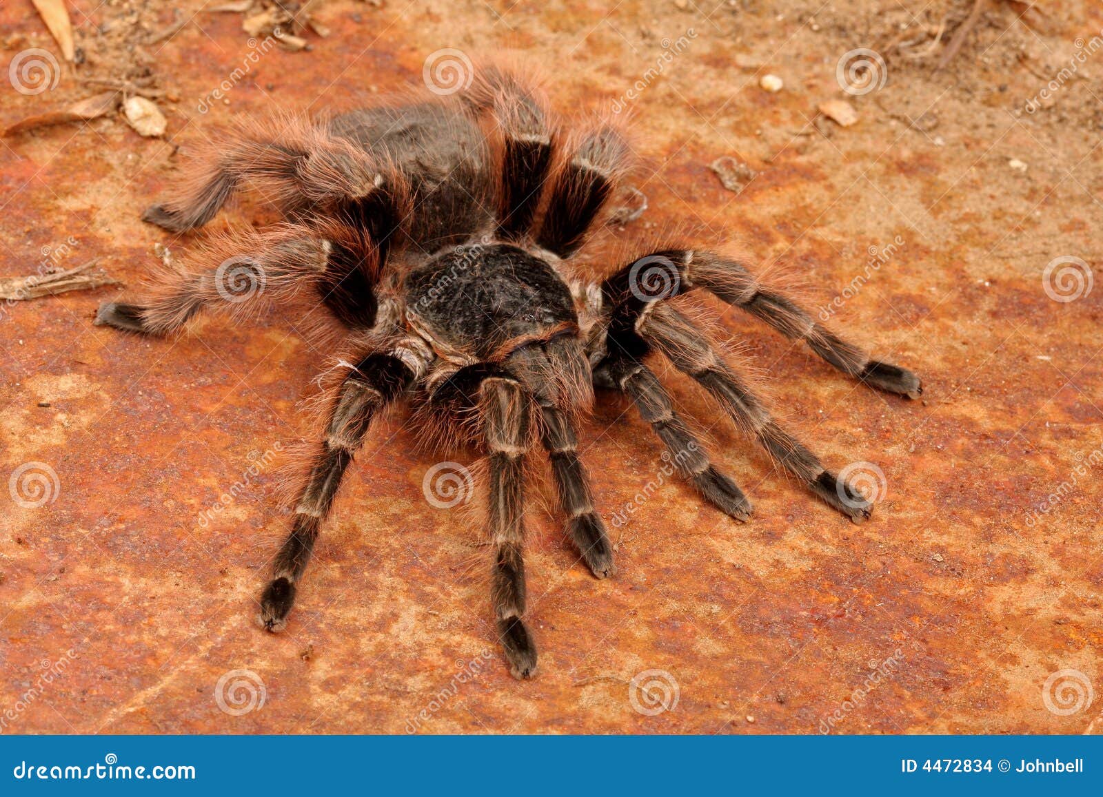Brazilian Red Tarantula stock photo. Image of molt, arachnophobia - 4472834